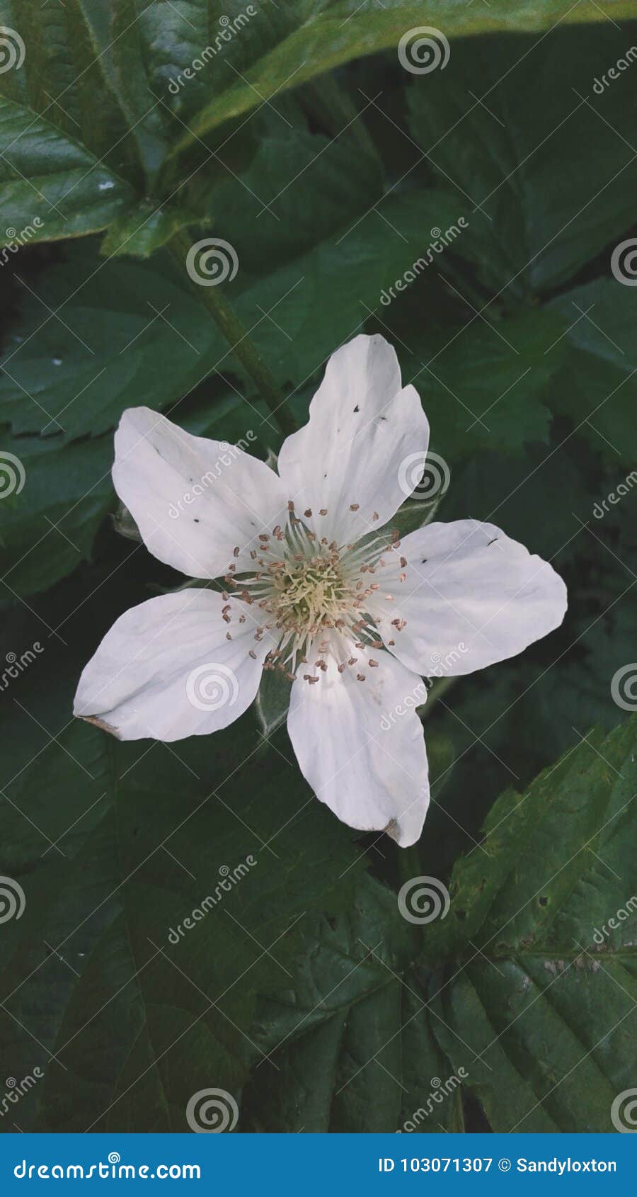 Blackberry flower stock image. Image of flowers, gardens - 103071307