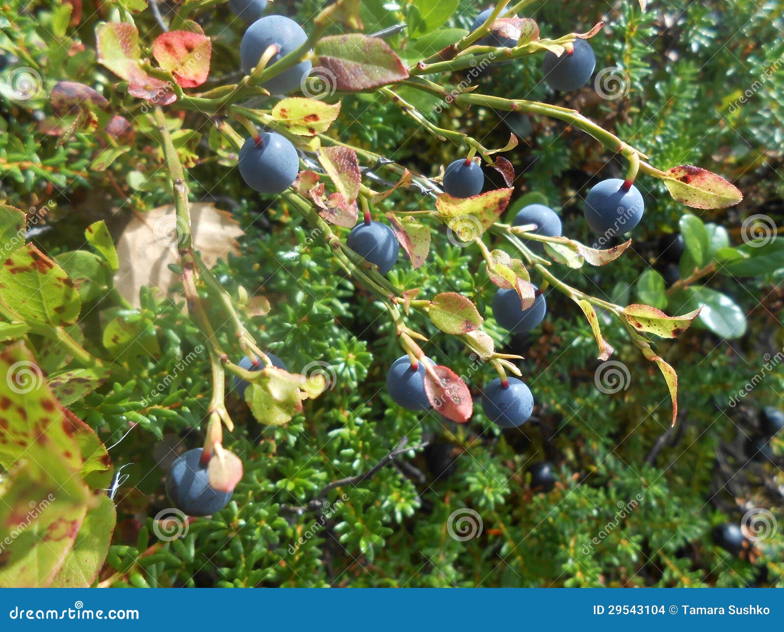 Blueberry in forest stock photo. Image of bush, blue - 29543104