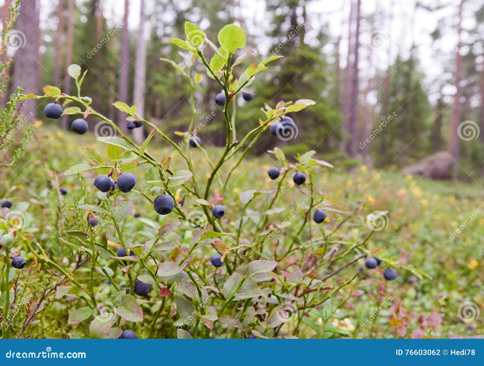 Blueberry forest stock photo. Image of bush, wild, finland - 76603062