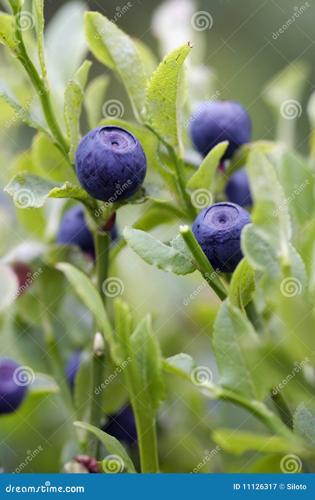 Blueberry - forest product stock image. Image of berry - 11126317