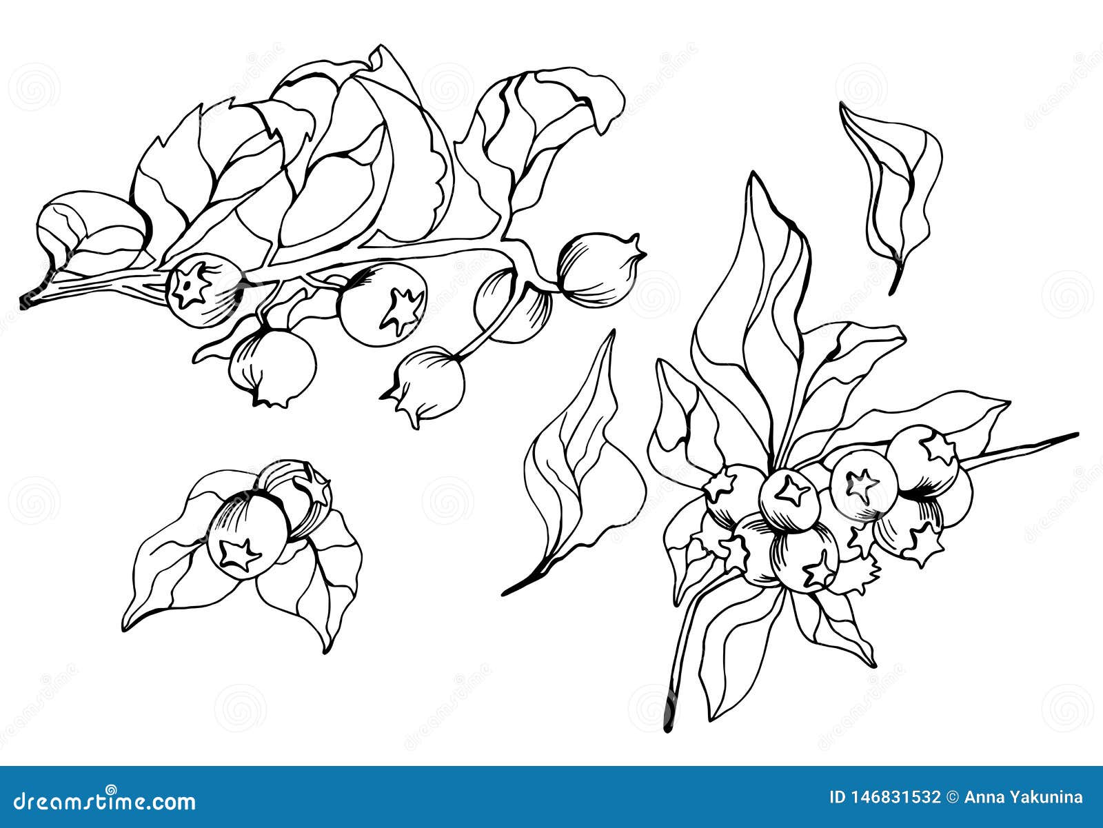 Blueberry Free Hand Ink Drawing Stock Vector - Illustration of engraved ...