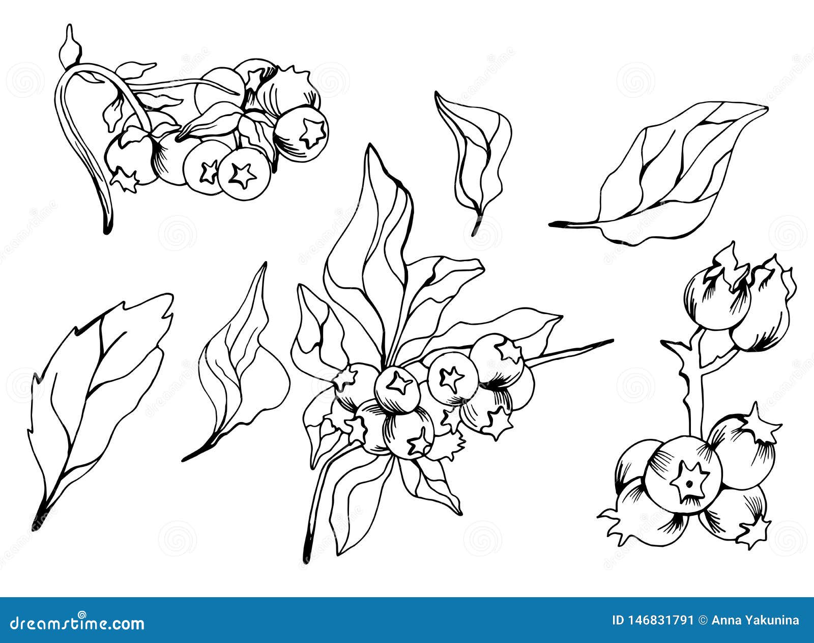 Blueberry Free Hand Ink Drawing Stock Vector - Illustration of sketch ...