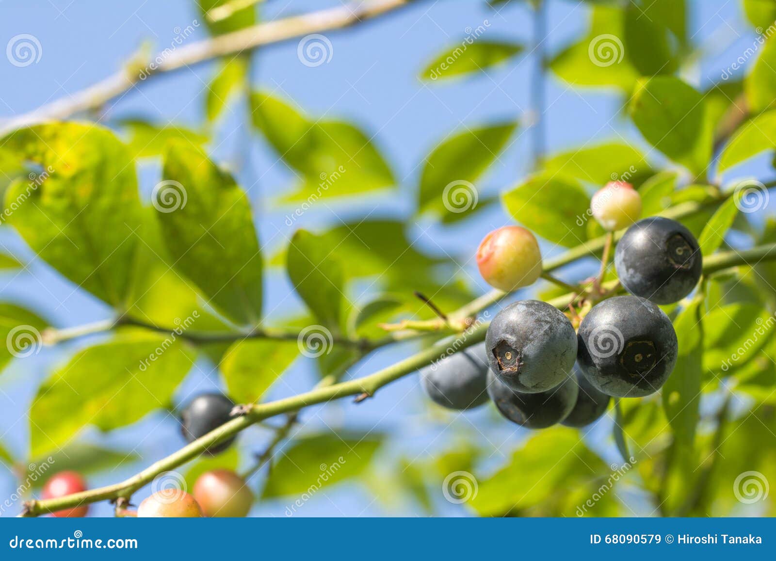 Blueberry Fruit Stock Image Image Of Purple Leaf Botanical 68090579