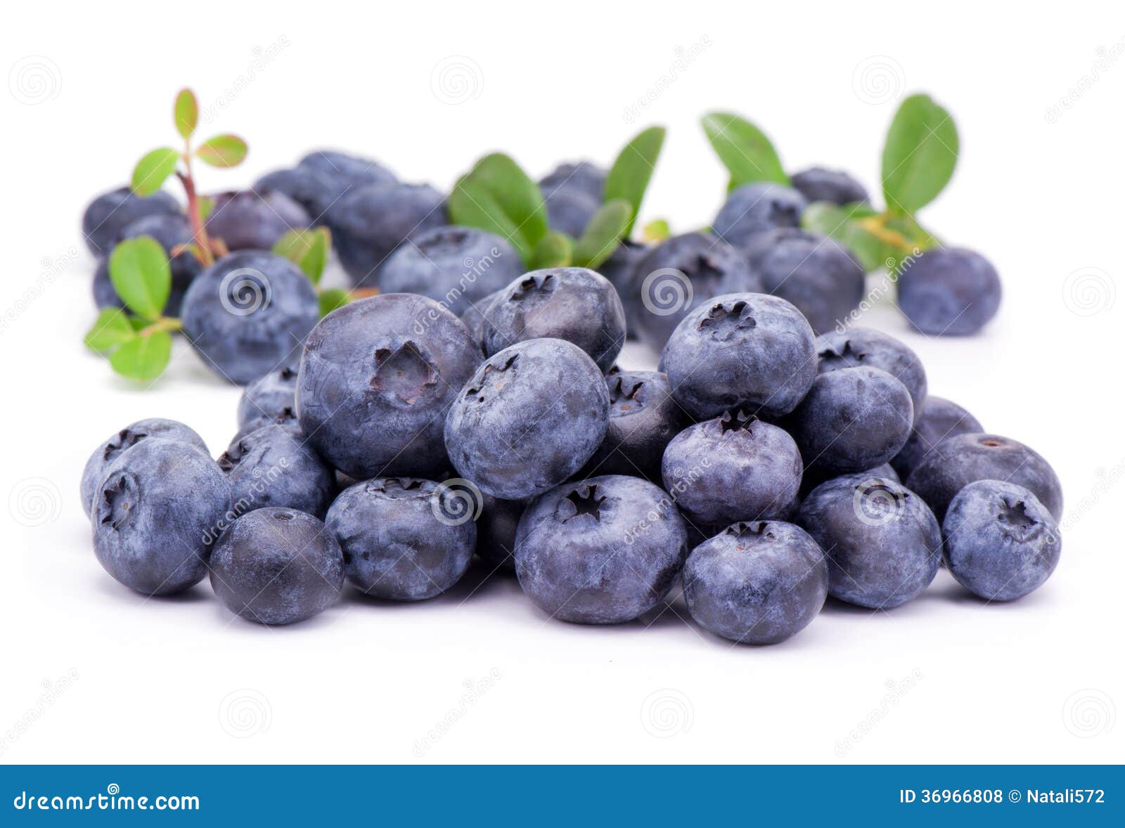 Blueberry with Green Leaves Stock Photo - Image of breakfast, green ...