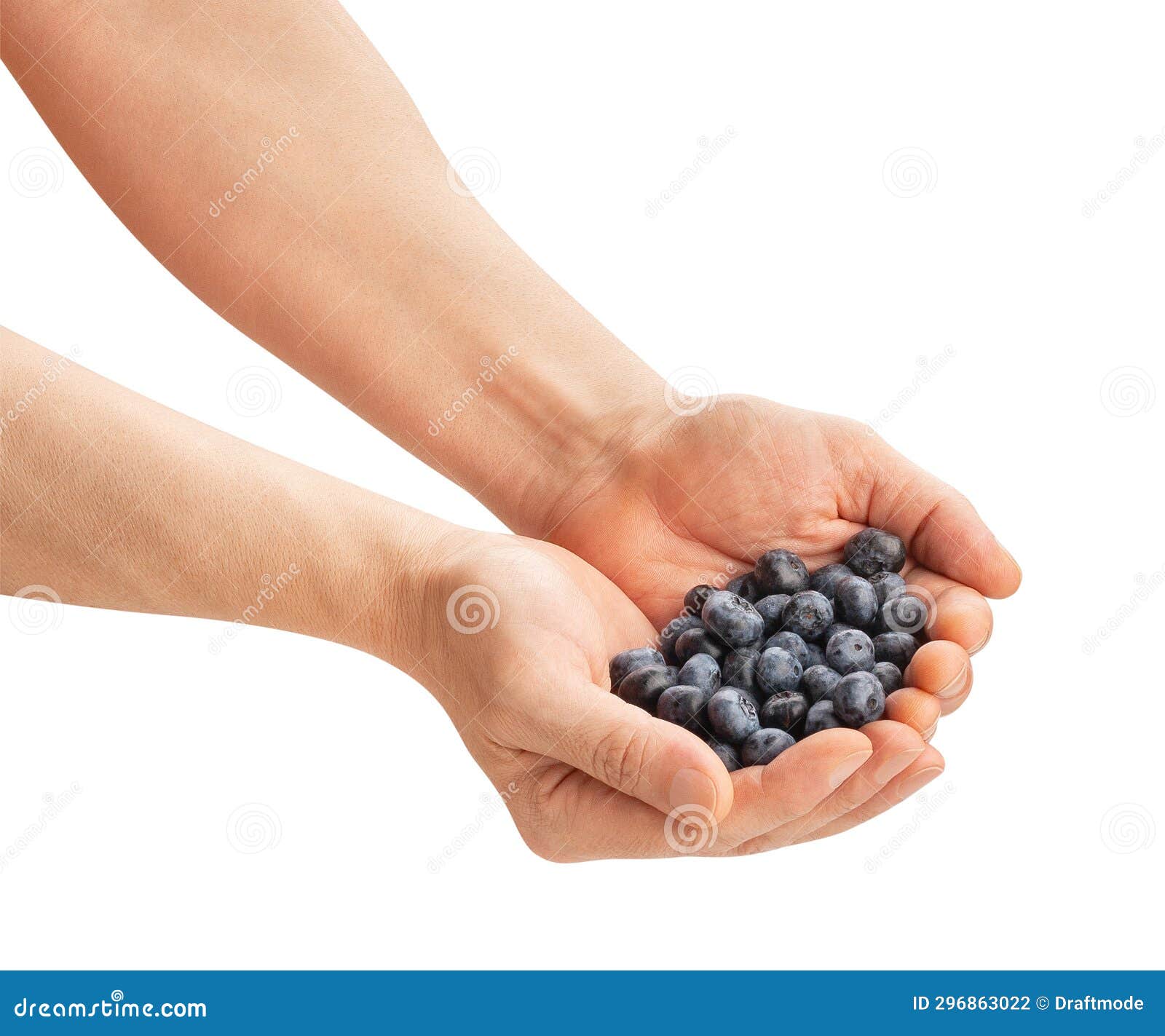 Blueberry in hand stock photo. Image of path, hand, nutrient - 296863022