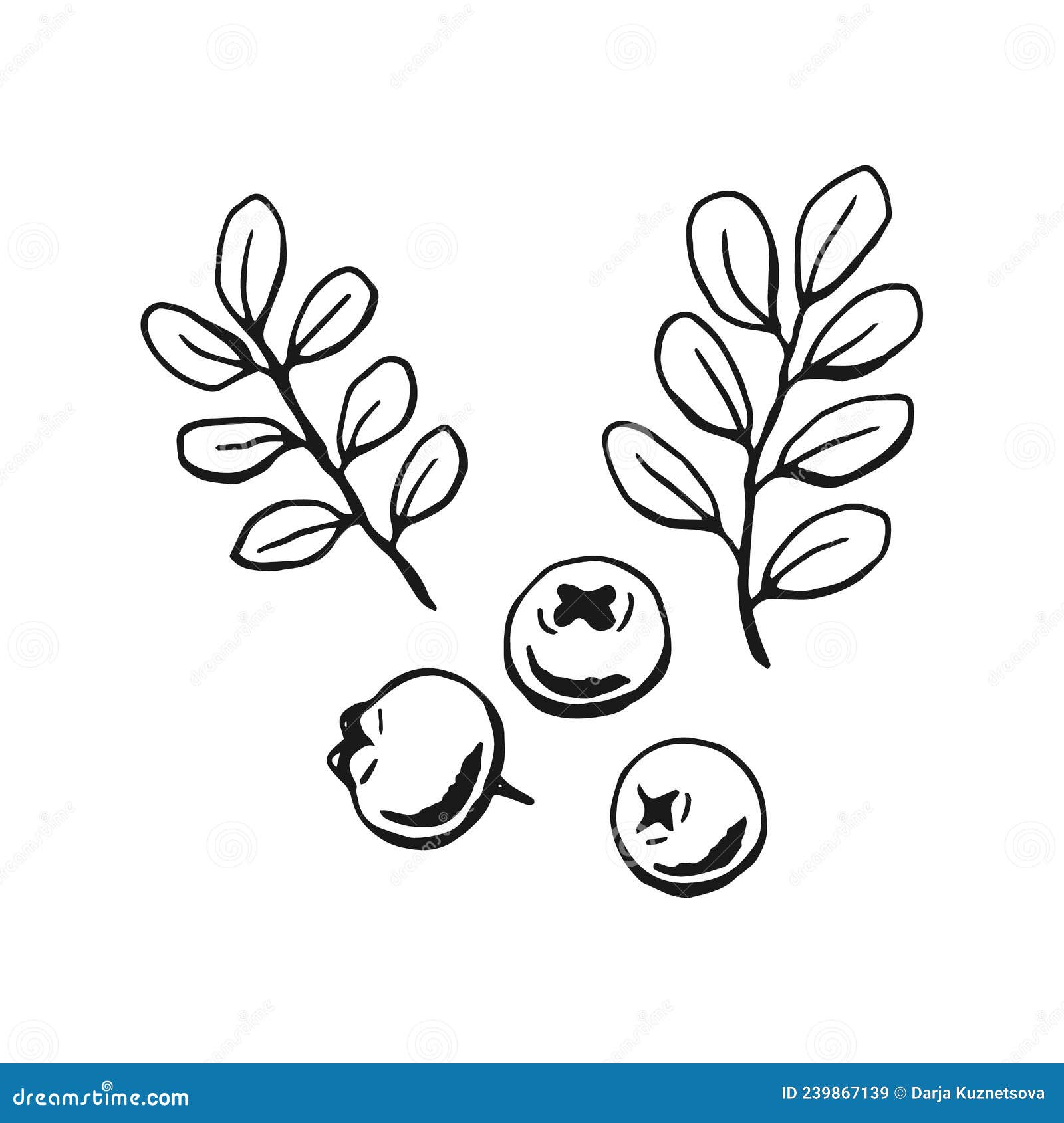 Blueberry. Hand Drawn Illustration Converted To Vector Stock Vector ...