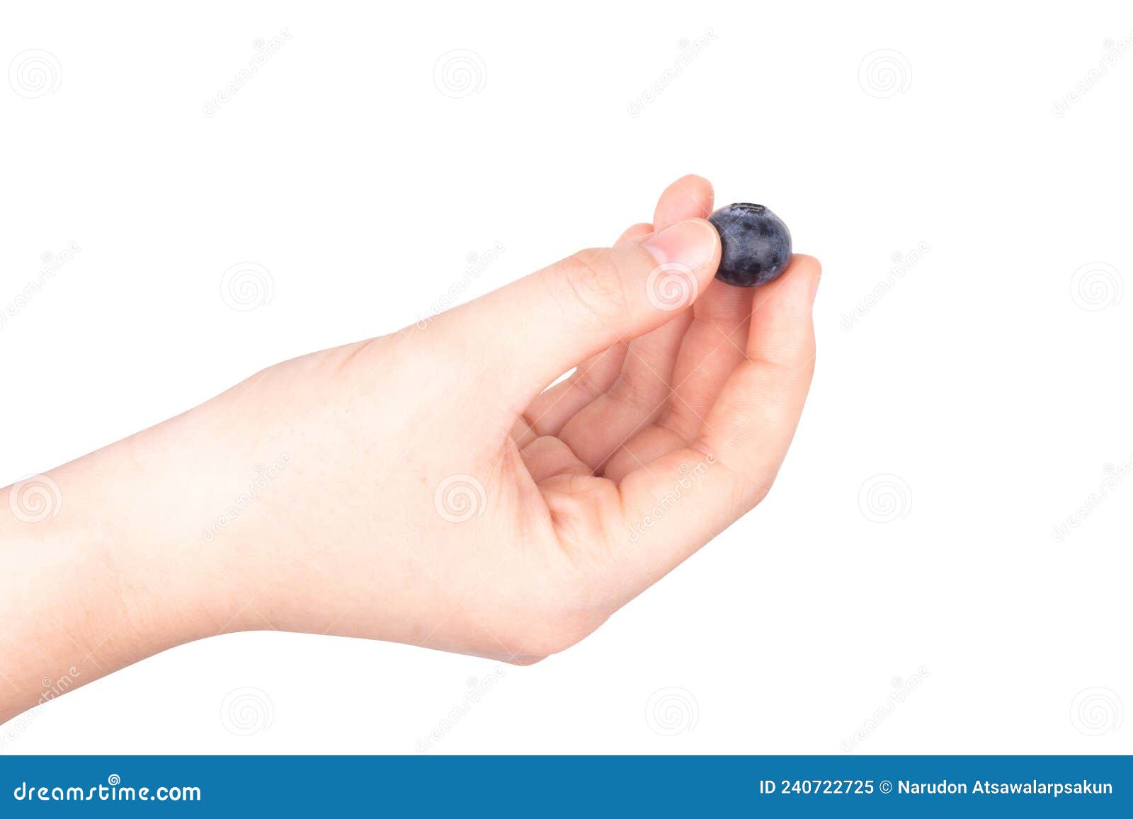 Blueberry Hand Women Isolated on White Background Stock Image - Image ...