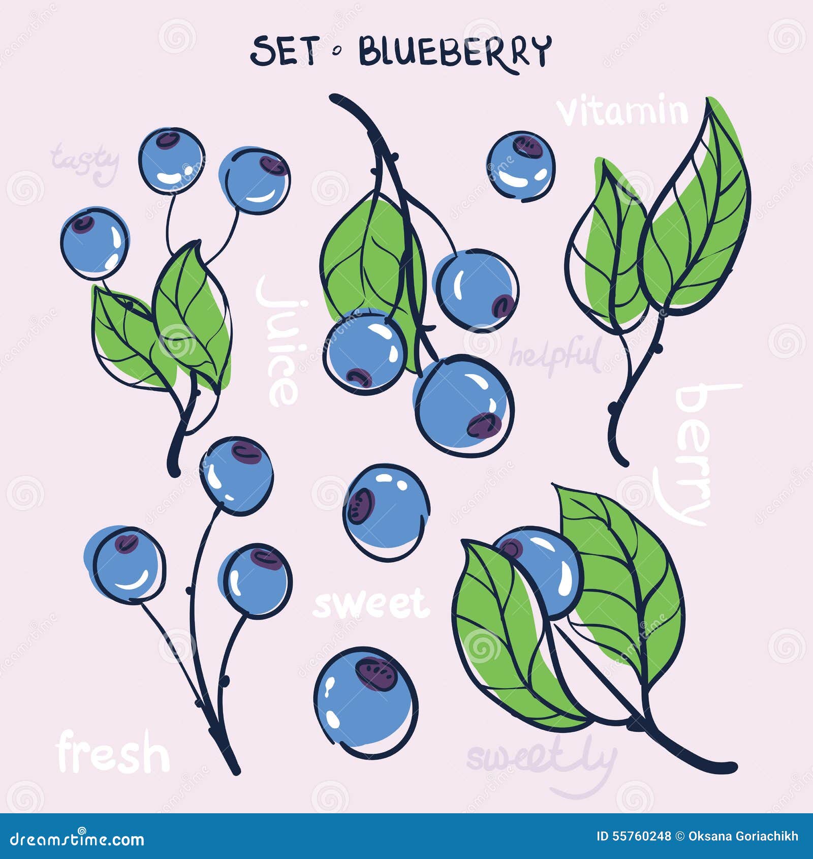 Blueberry stock illustration. Illustration of dessert - 55760248