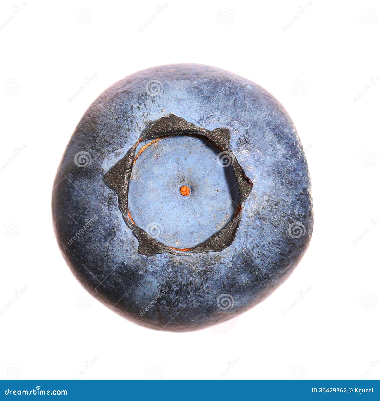 Blueberry Isolated on White. Macro Stock Photo - Image of curve, blue ...