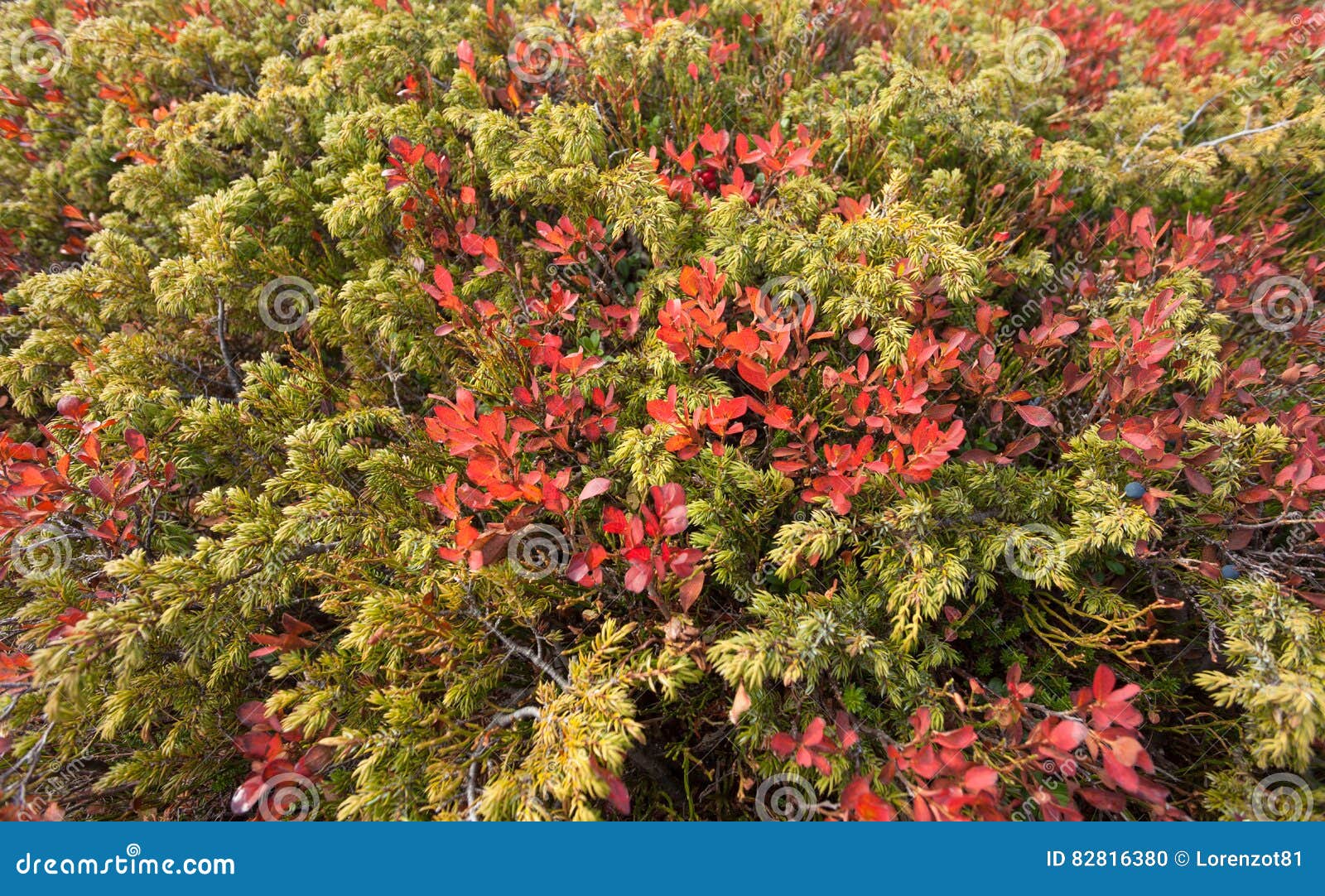 Blueberry and Juniper Plants in Autumn Stock Photo - Image of woods ...