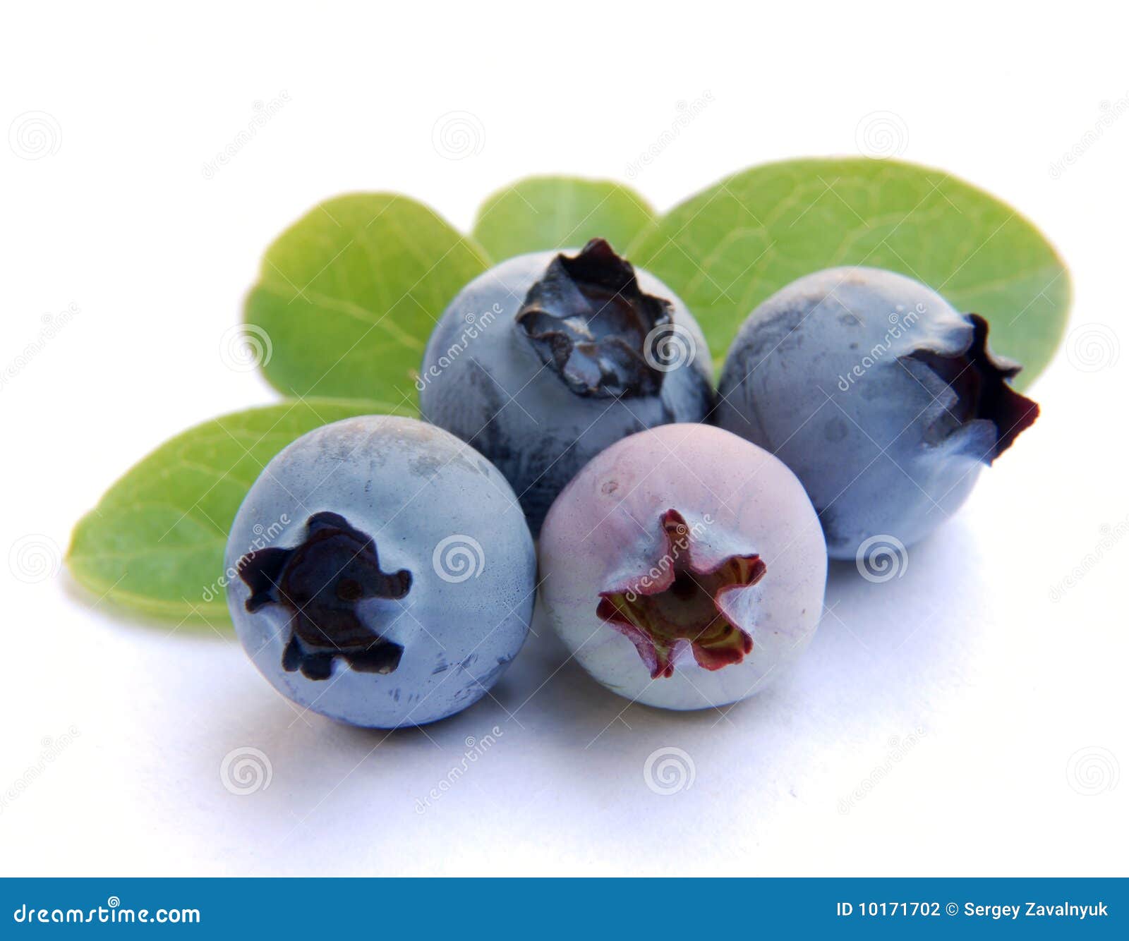 Blueberry with leaves stock photo. Image of vitamin, tasty - 10171702