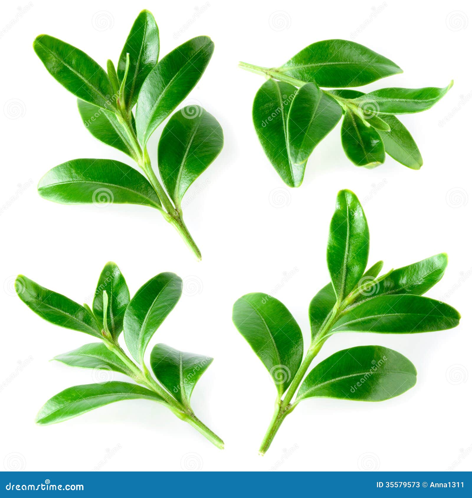 Blueberry Leaves on White. Collection Stock Image - Image of green ...