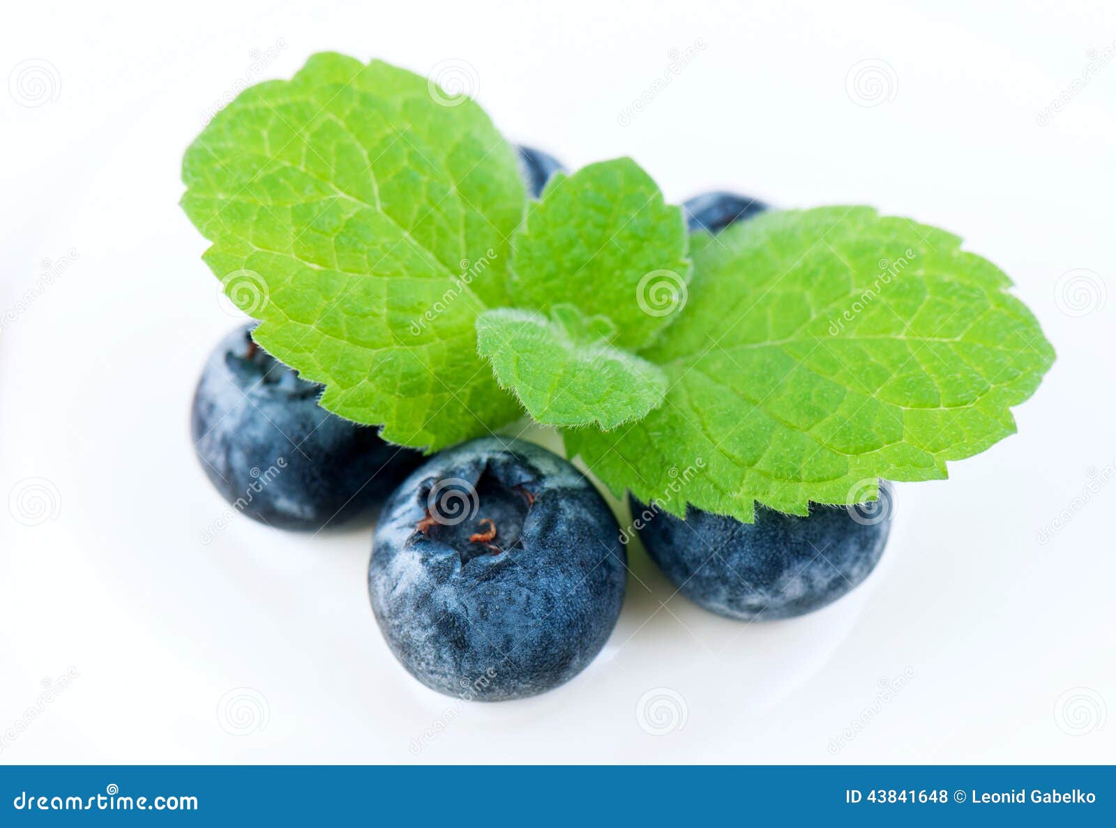 Blueberry with mint leaves stock photo. Image of drop - 43841648
