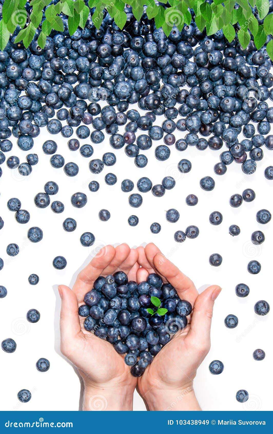 Blueberry Pattern and Handful of Blueberries in the Center Stock Image ...