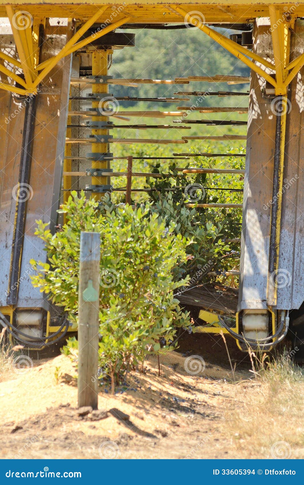 Blueberry pick stock photo. Image of plants, raspberries - 33605394