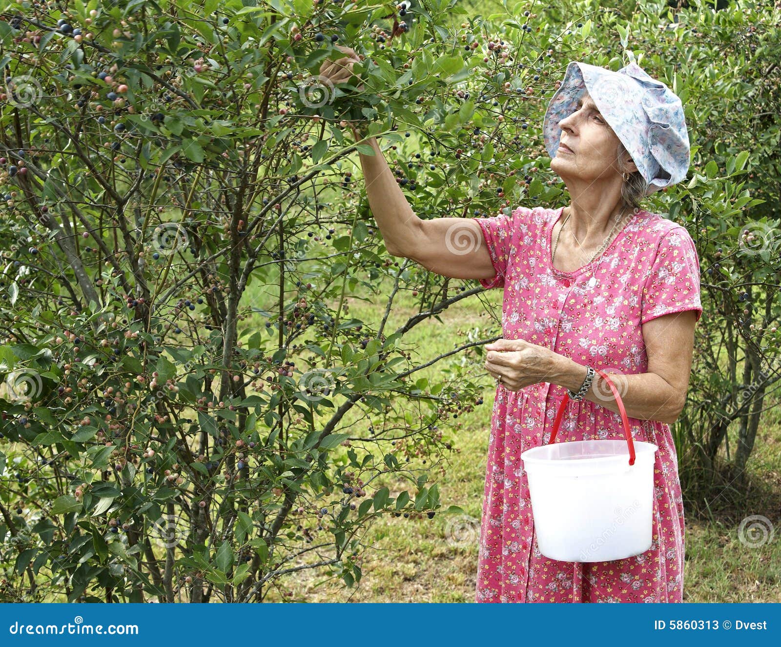 Blueberry Picking stock image. Image of fashioned, farming - 5860313