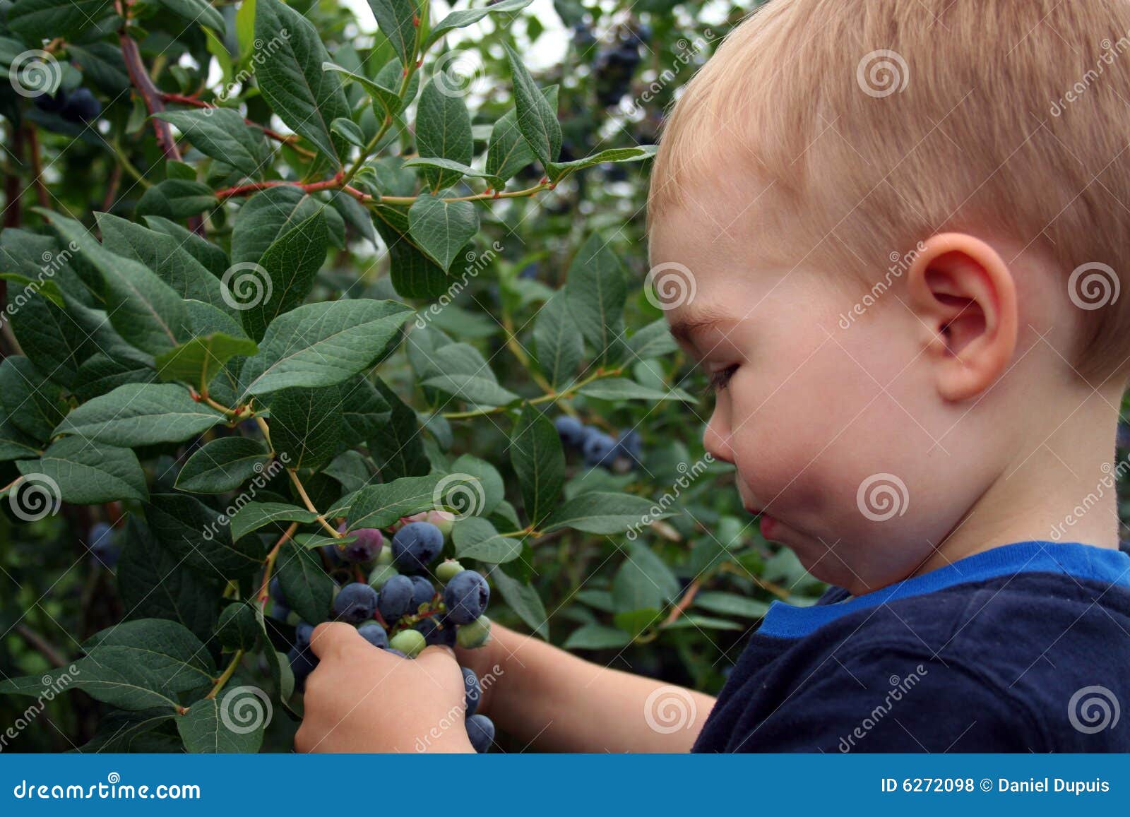 Blueberry Picking stock photo. Image of fresh, young, blue - 6272098