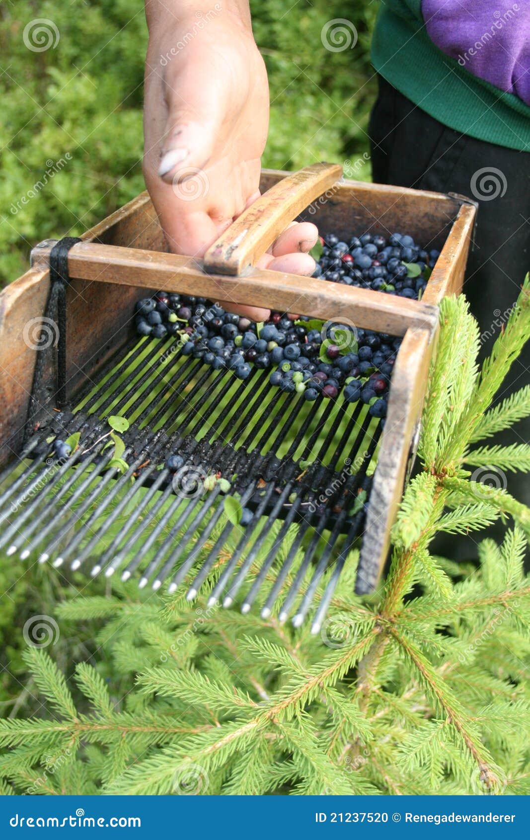 Blueberry picking comb stock photo. Image of garden, collect - 21237520