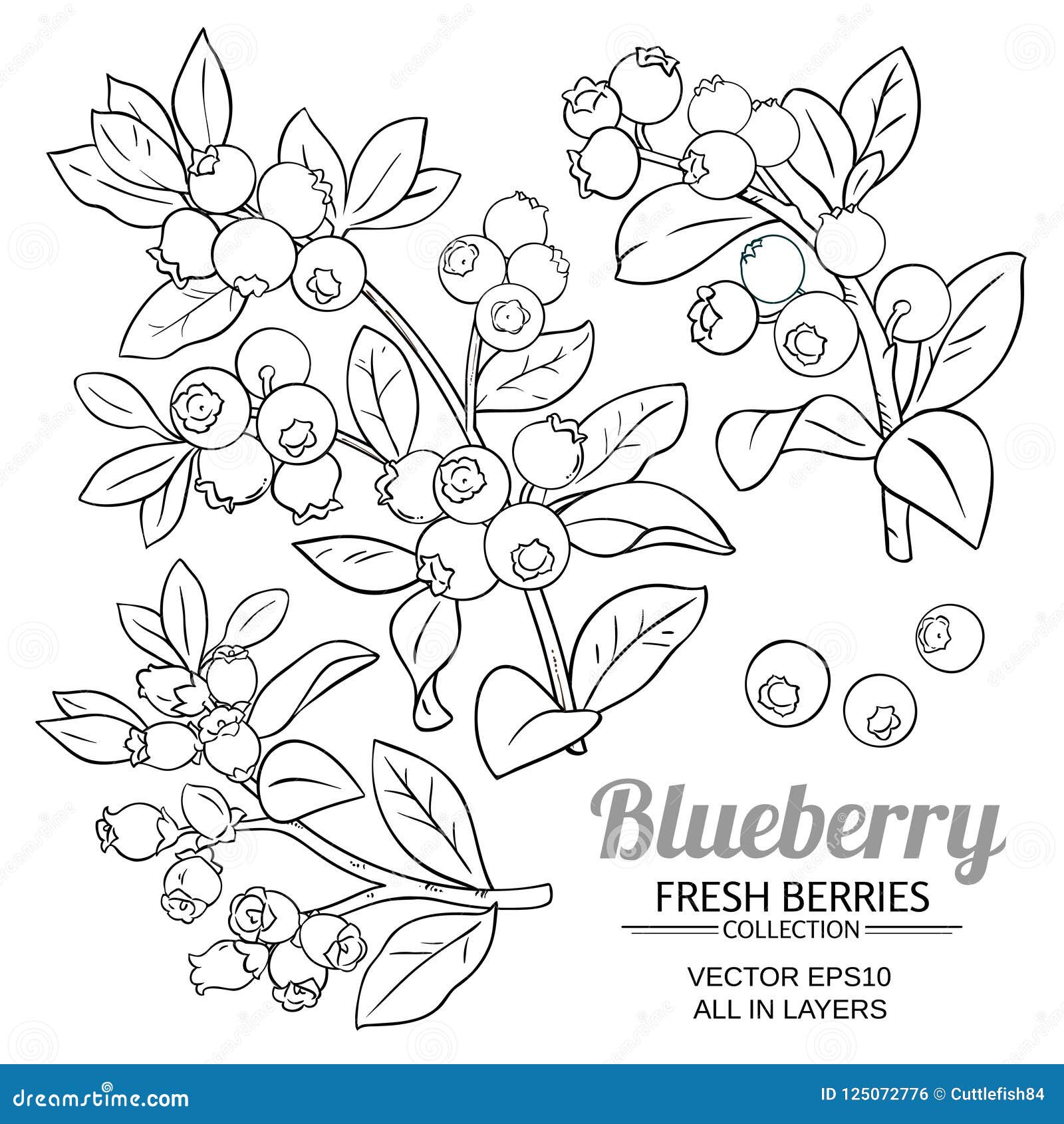 Blueberry plant vector stock vector. Illustration of agriculture ...