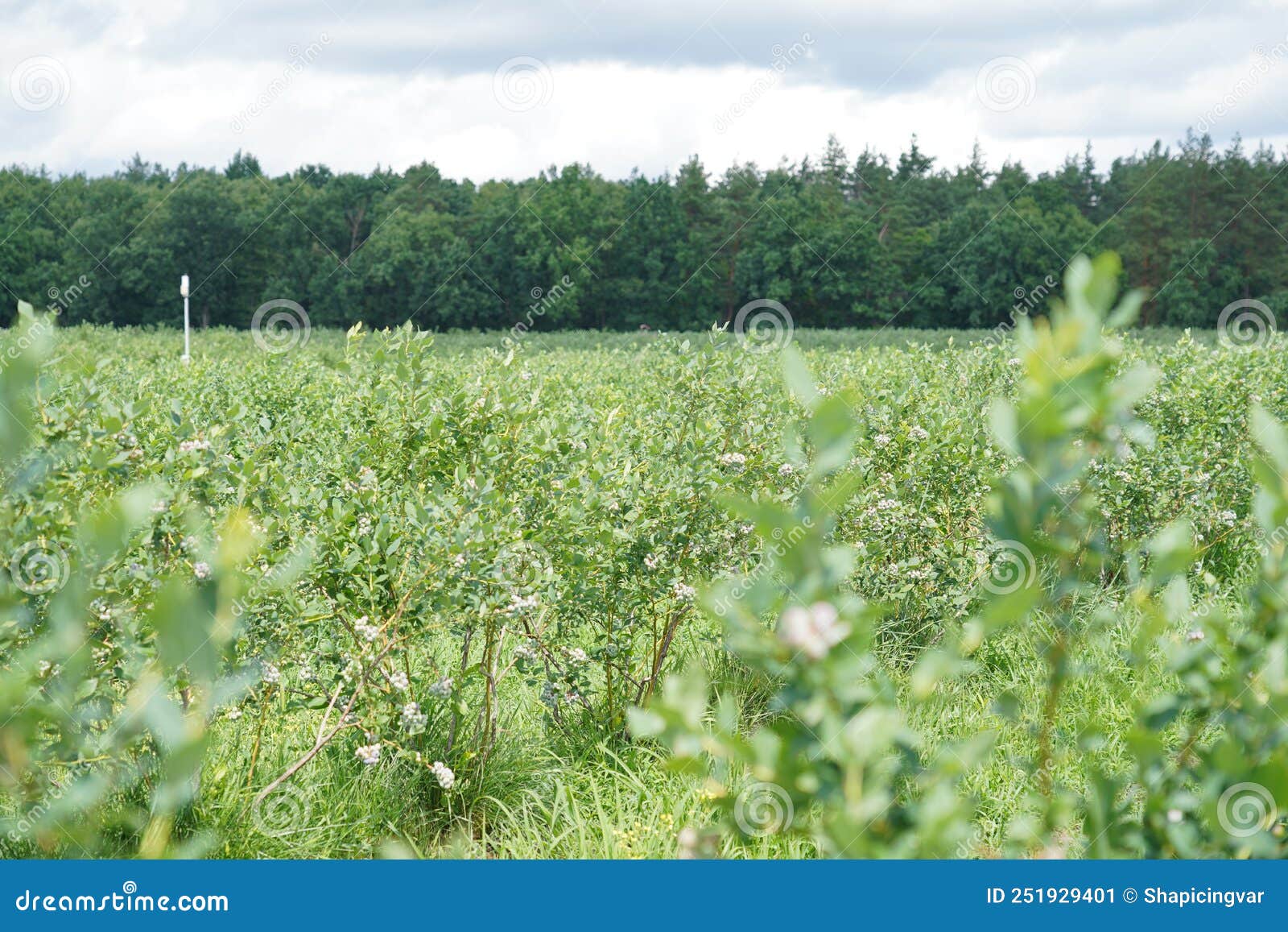 Blueberry Plantation. a Field with Blueberry Bushes Stock Image - Image ...