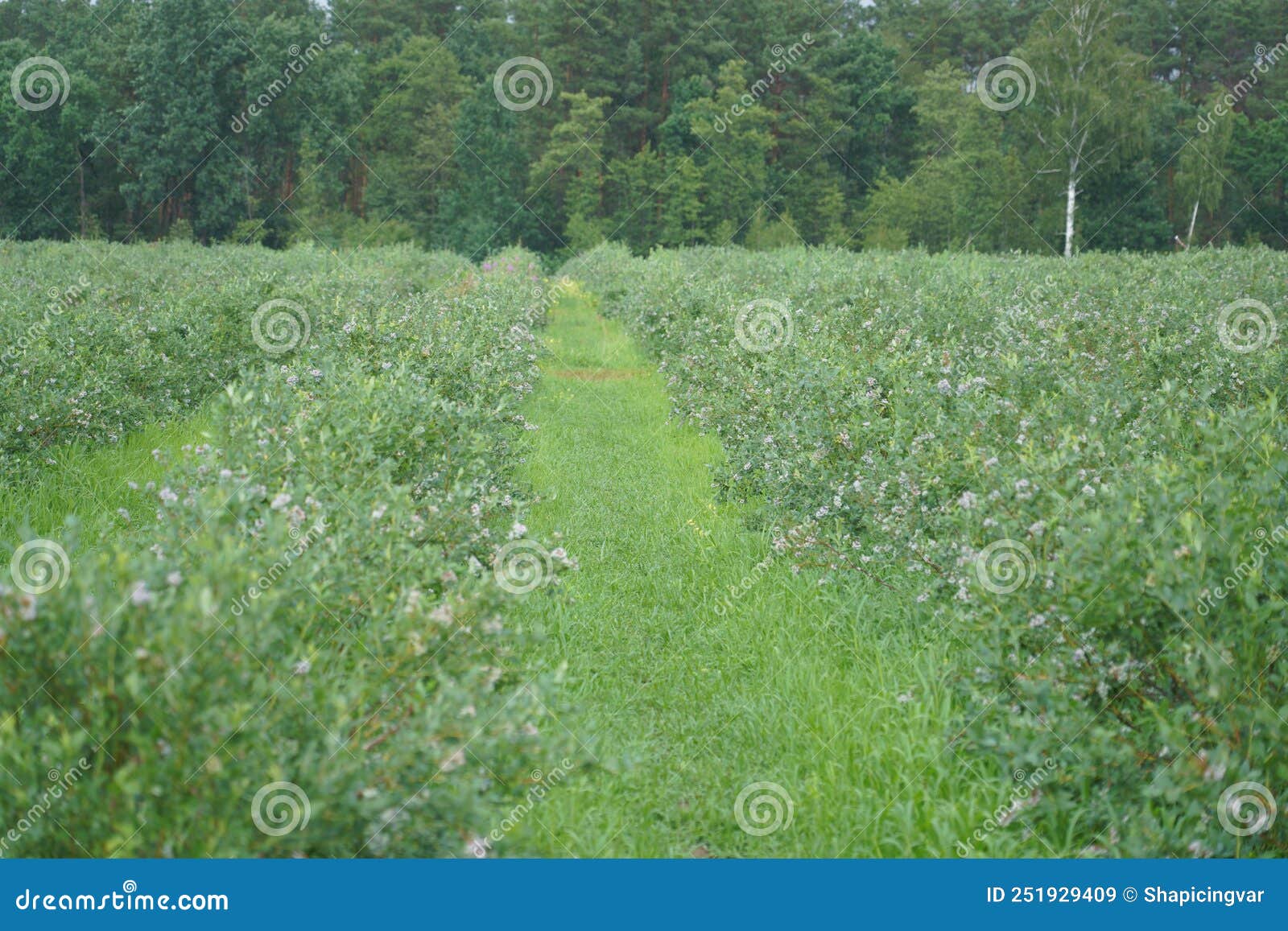 Blueberry Plantation. a Field with Blueberry Bushes Stock Image - Image ...