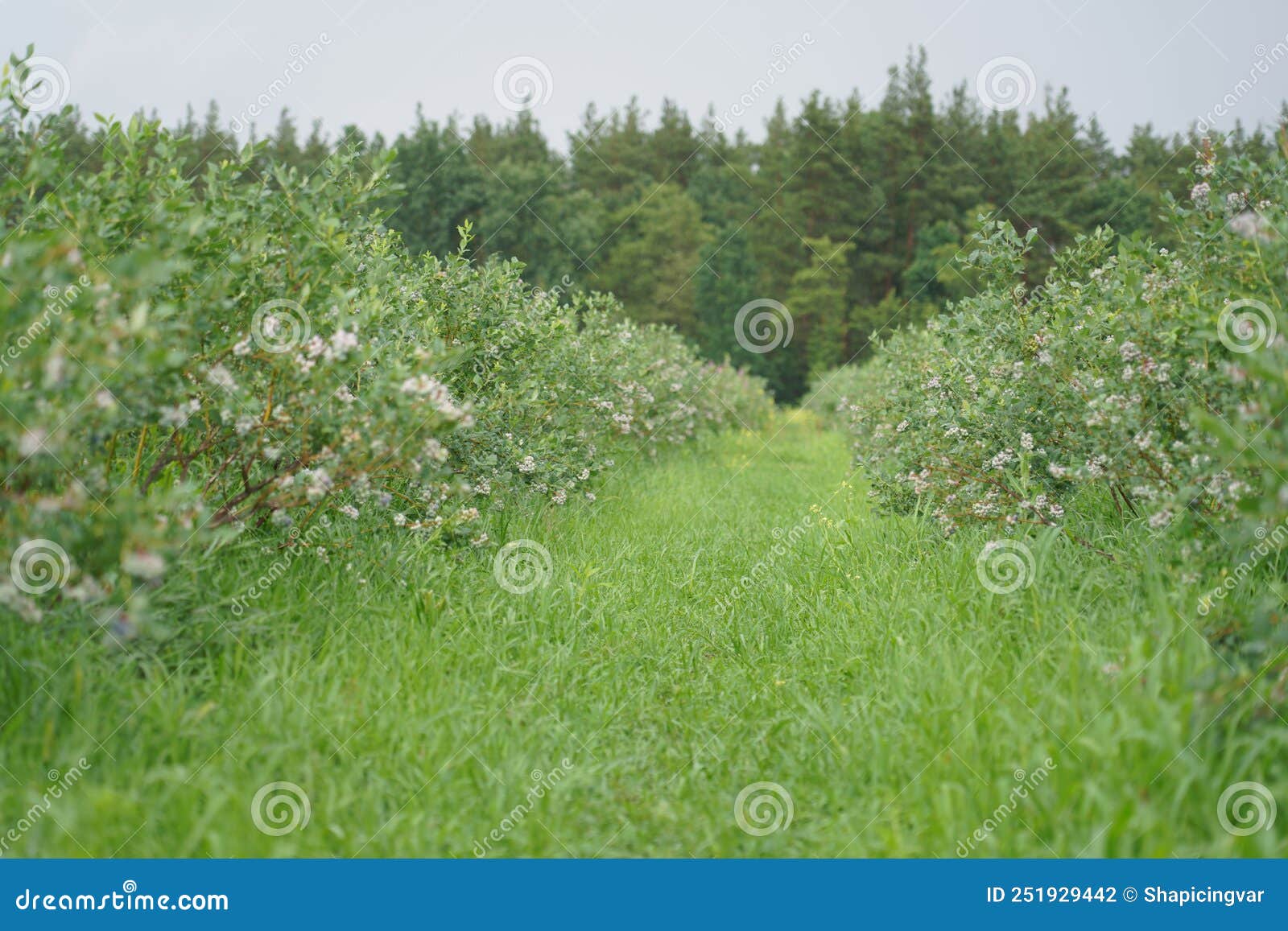 Blueberry Plantation. a Field with Blueberry Bushes Stock Photo - Image ...