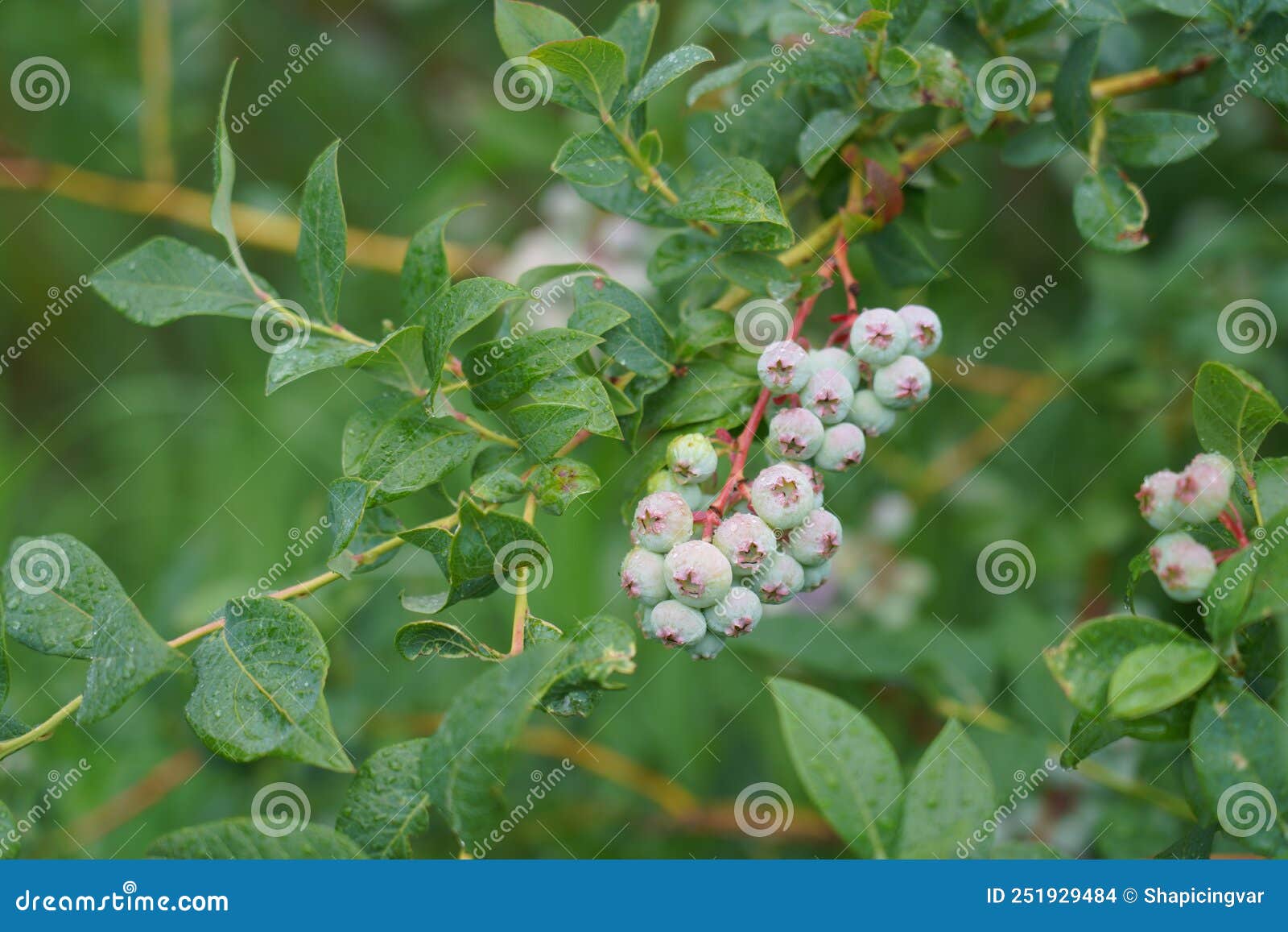 Blueberry Plantation. a Field with Blueberry Bushes Stock Photo - Image ...