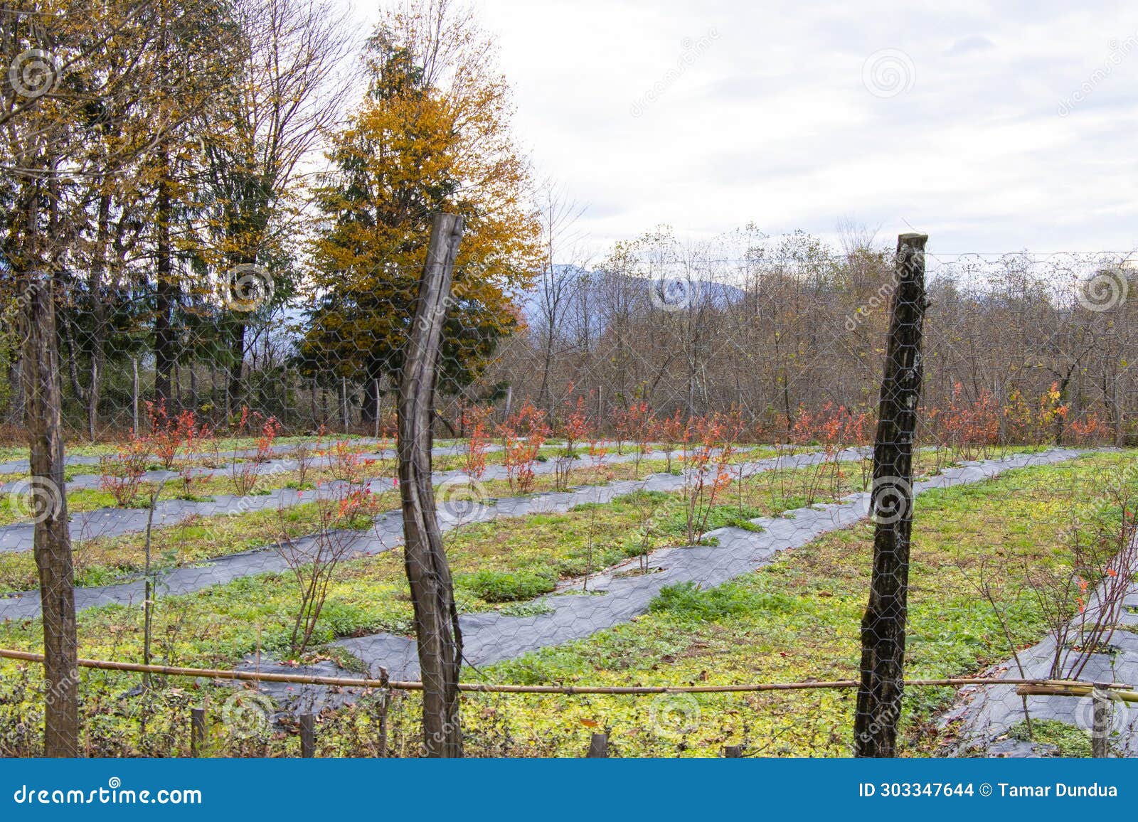 Blueberry plantation stock photo. Image of branch, nature - 303347644