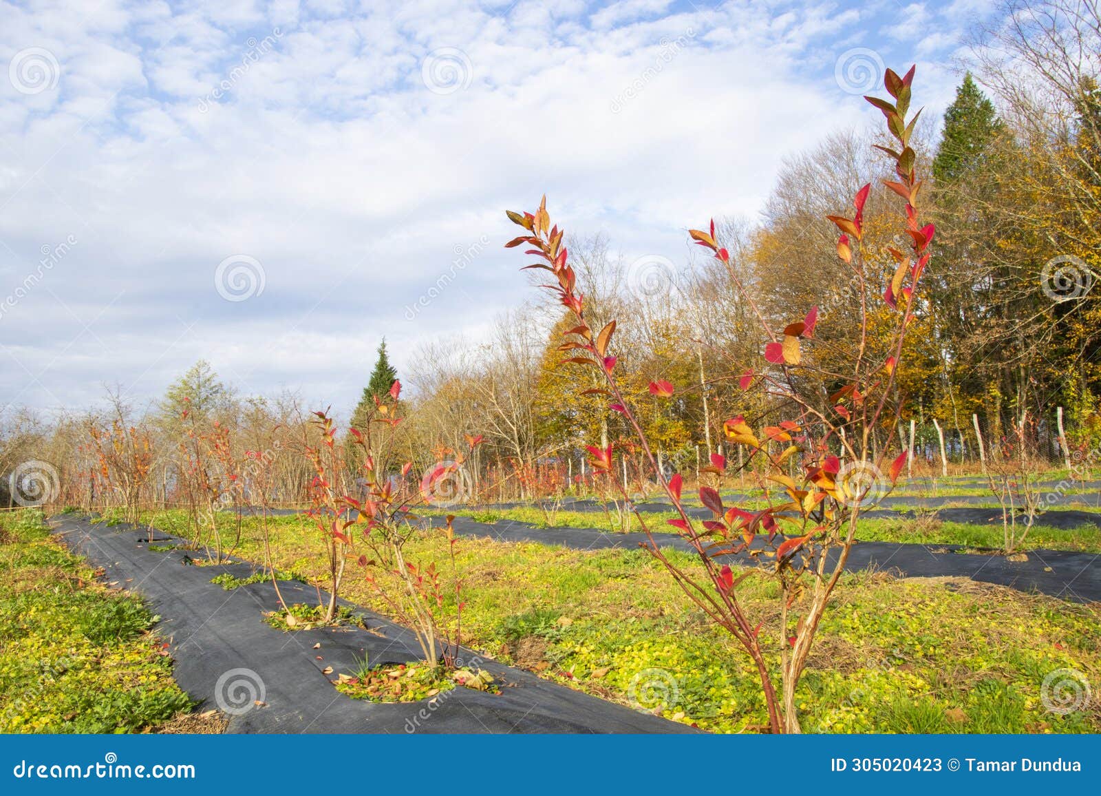 Blueberry plantation stock image. Image of field, closeup - 305020423