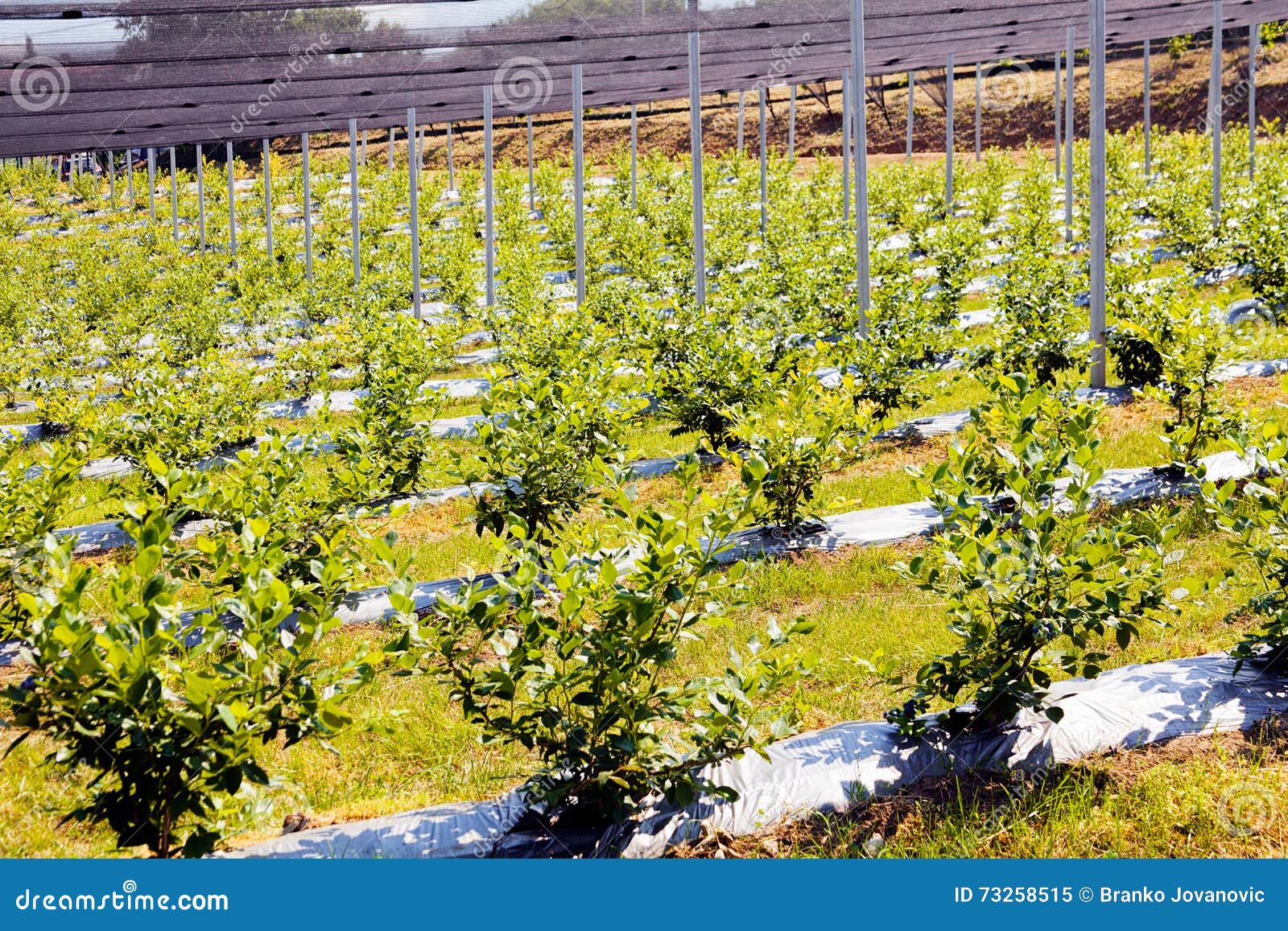 Blueberry plantations stock image. Image of nature, blue - 73258515