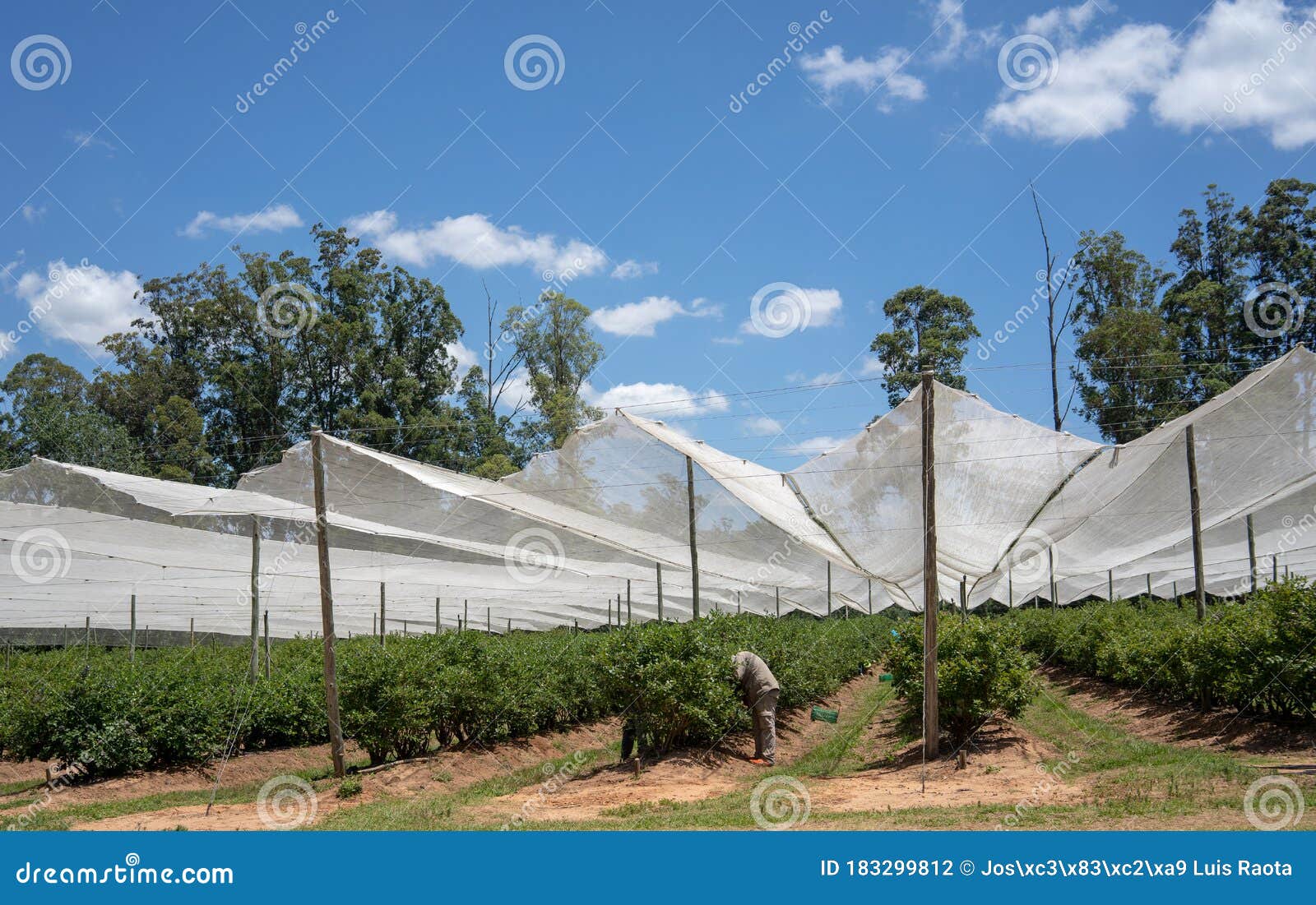 Blueberry Production, Workers Sort Blueberries in a Packing Facility ...