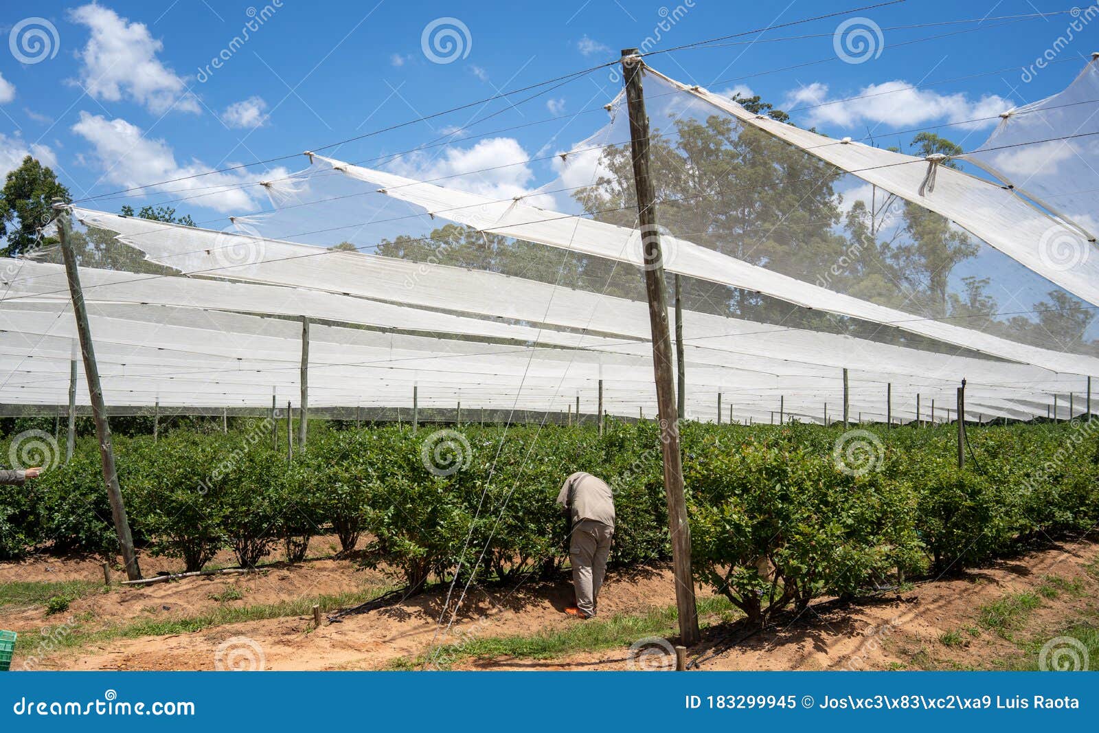 Blueberry Production, Workers Sort Blueberries in a Packing Facility ...