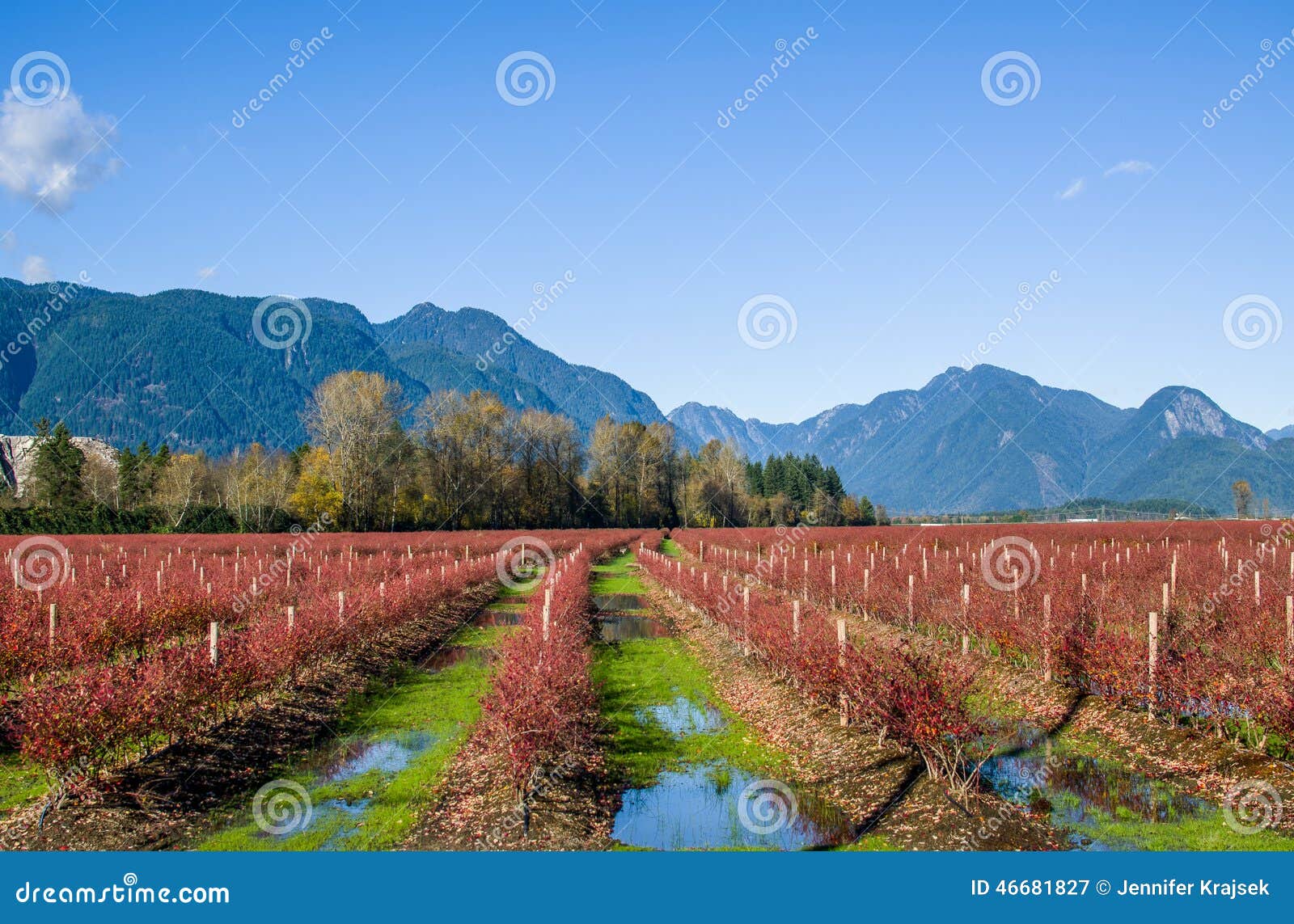 Blueberry rows stock image. Image of agriculture, blue - 46681827