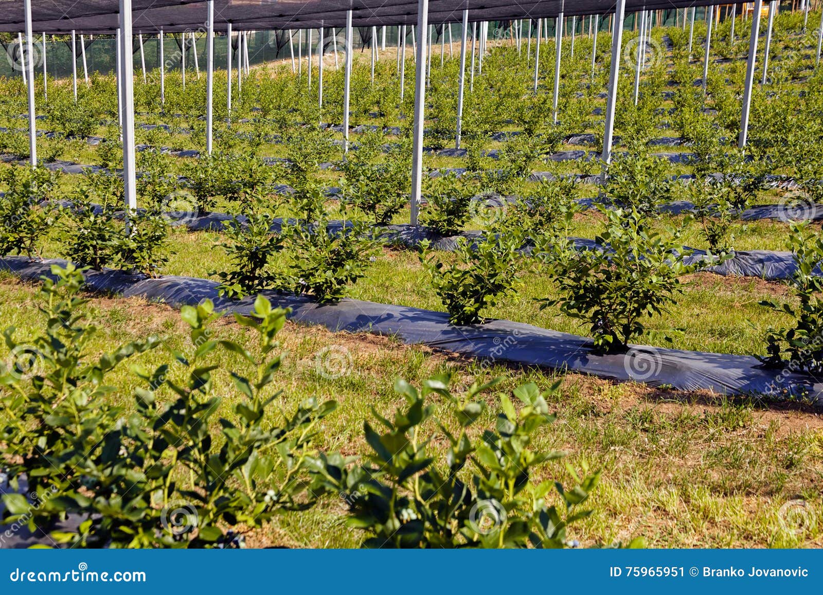 Blueberry seedlings stock image. Image of backstop, plantation - 75965951