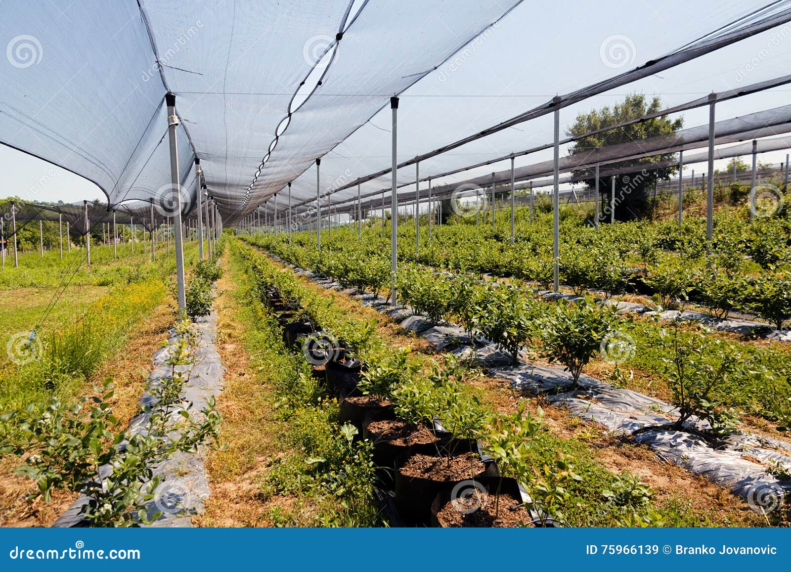 Blueberry seedlings stock image. Image of plant, green - 75966139