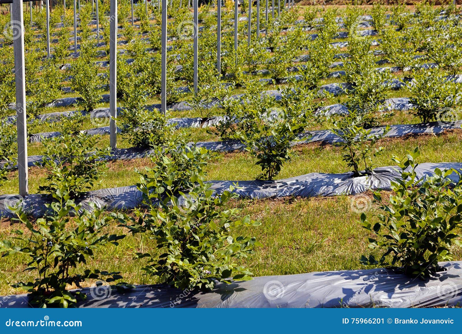 Blueberry seedlings stock image. Image of healthy, berry - 75966201