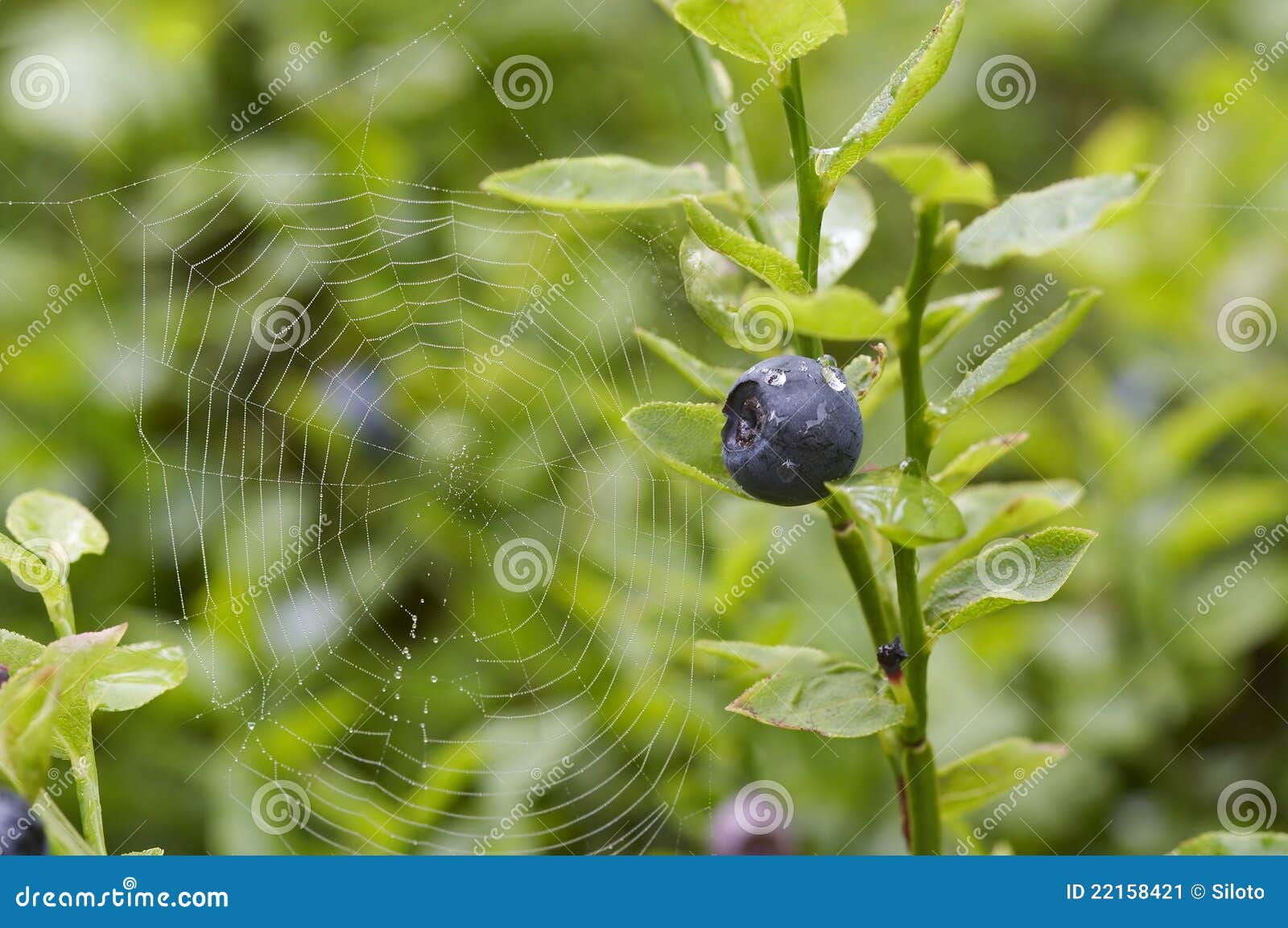 Blueberry Shrubs and Spider Web Stock Image - Image of product, diet ...