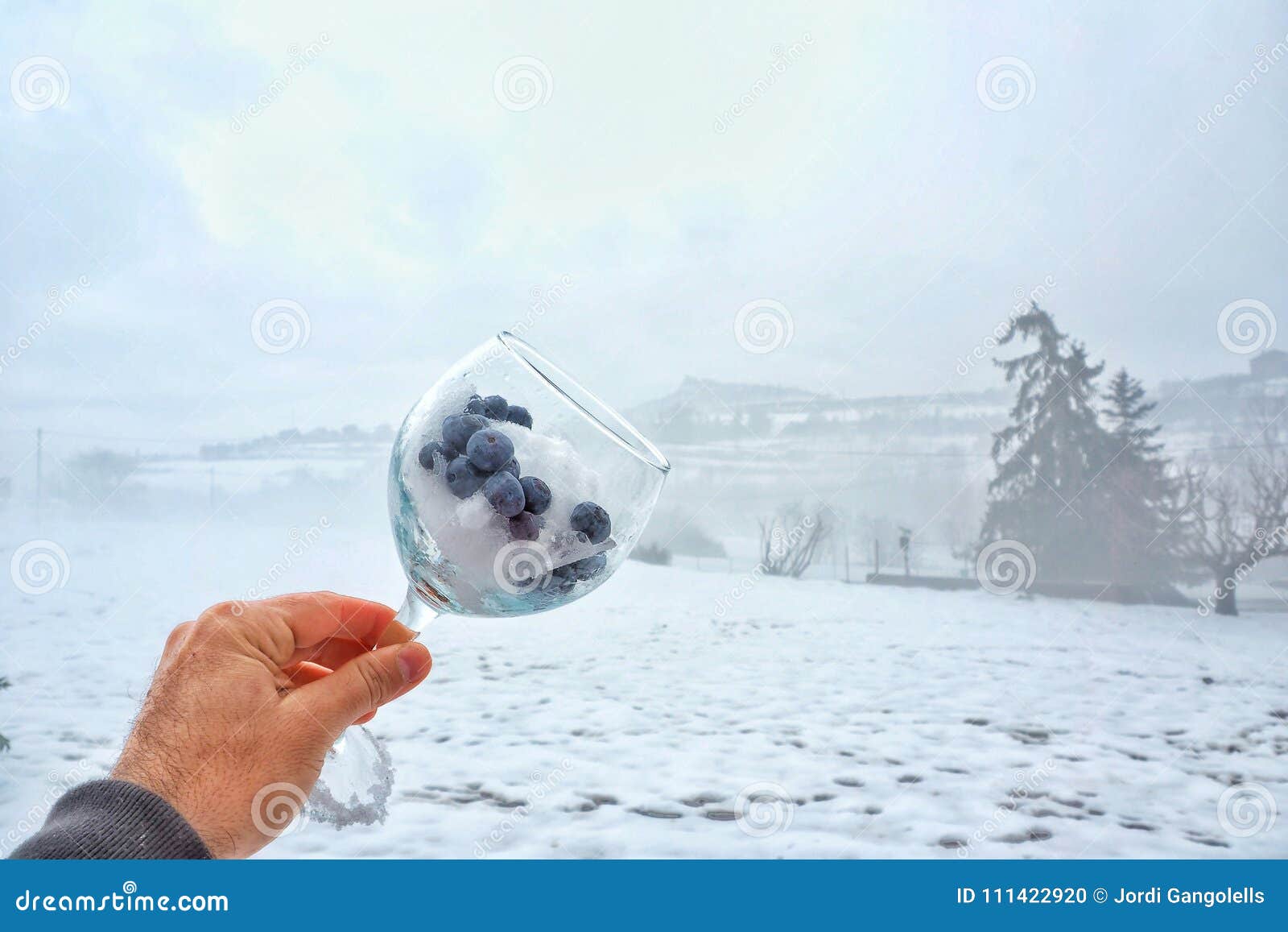 Blueberry in the snow stock photo. Image of delicious - 111422920
