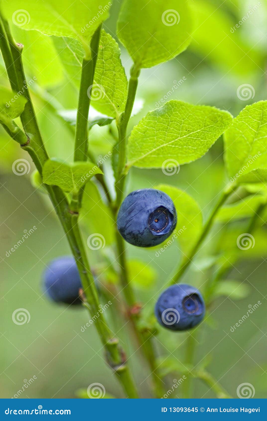 Blueberry sprig stock image. Image of plant, green, fresh - 13093645