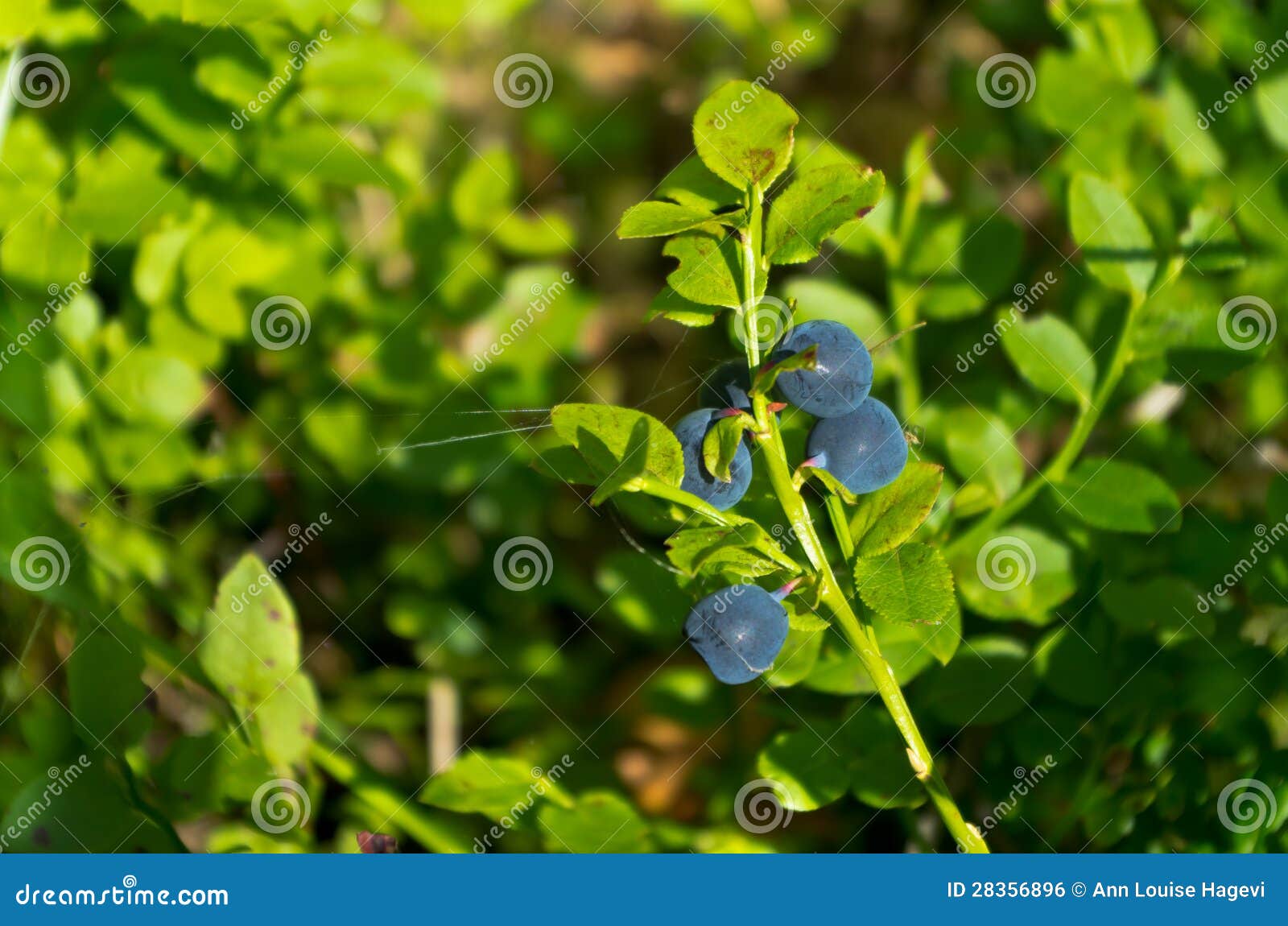 Blueberry sprig stock photo. Image of fruit, nature, healthy - 28356896