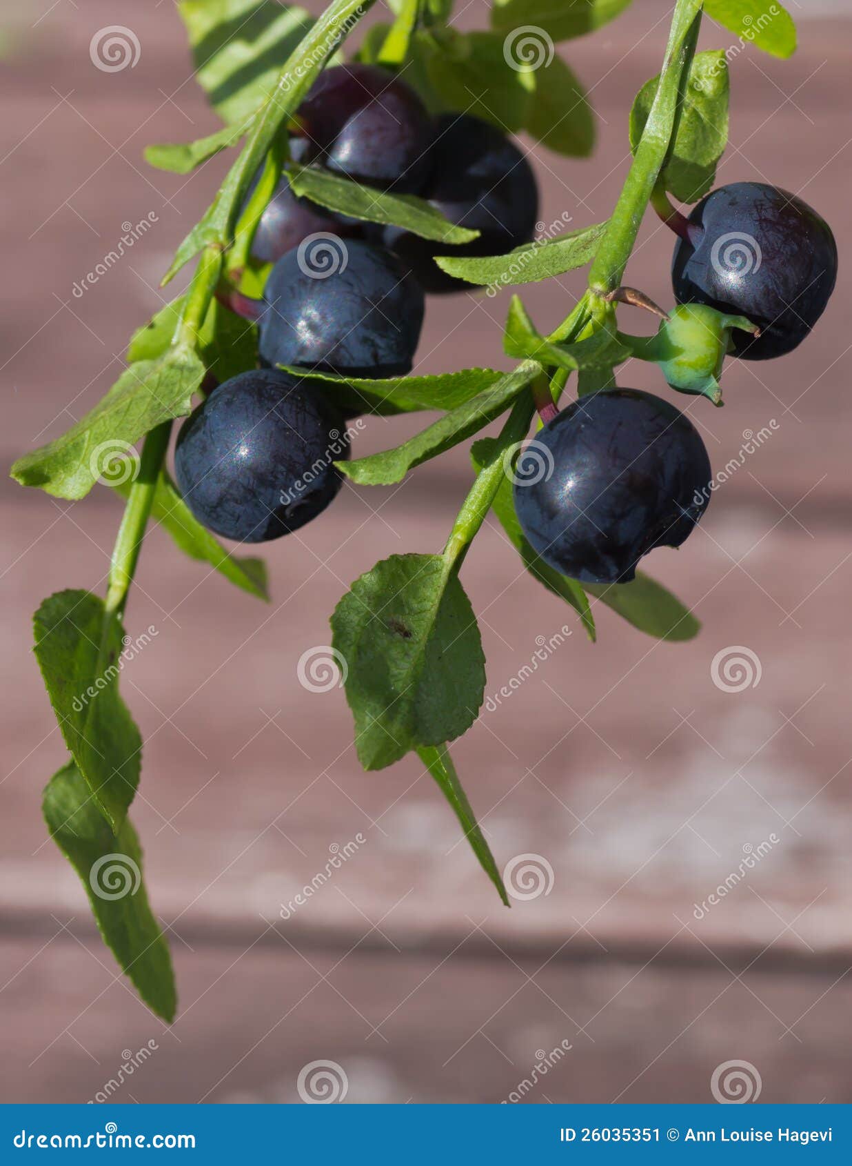 Blueberry sprigs stock image. Image of eatable, bilberry - 26035351