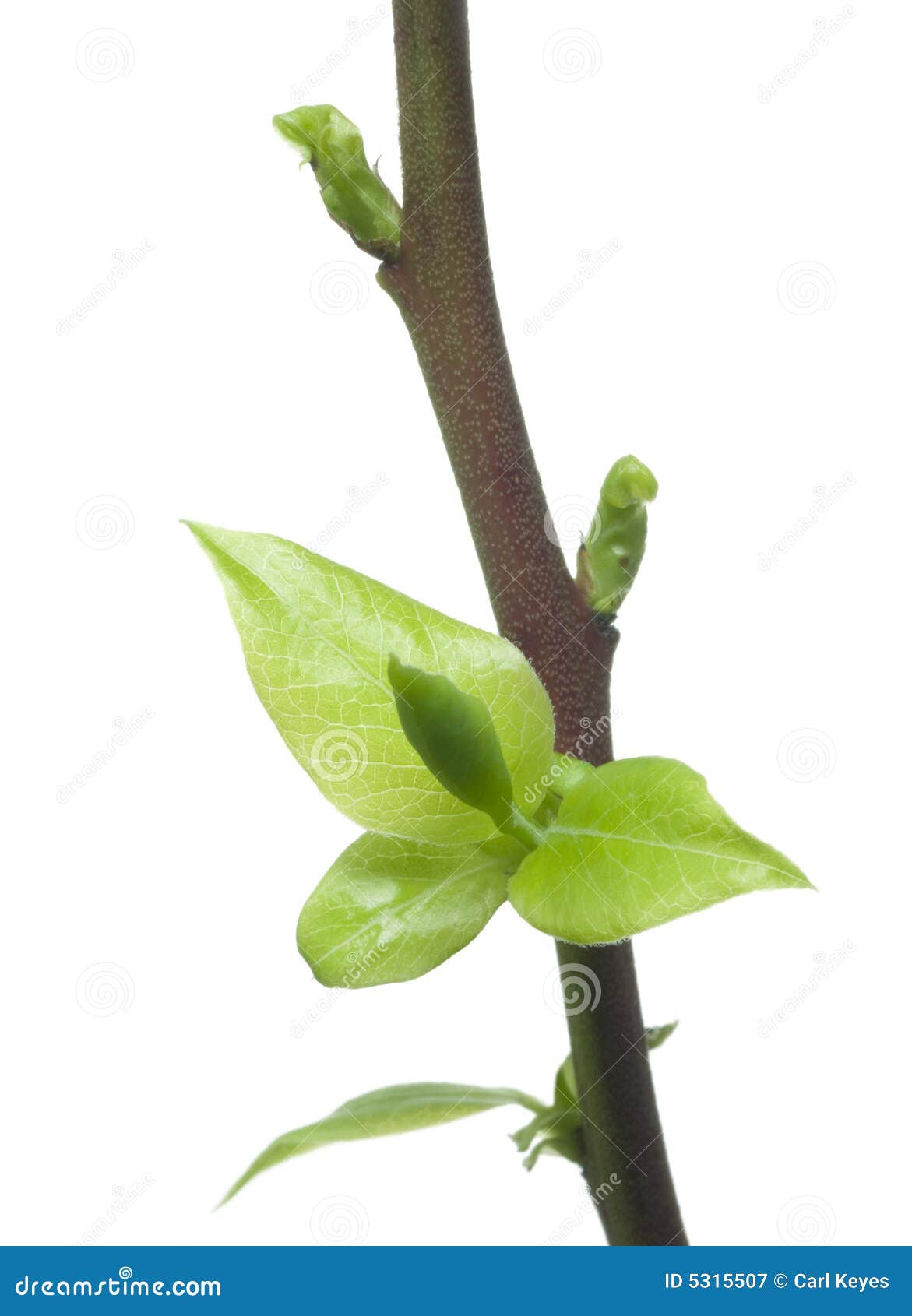 Blueberry Stem Close-up with Leaves Stock Image - Image of gardening ...
