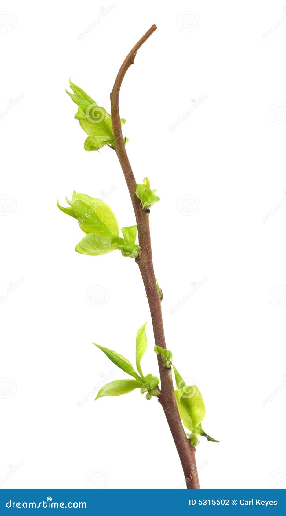 Blueberry Stem Showing New Growth Stock Photo - Image of green, growth ...