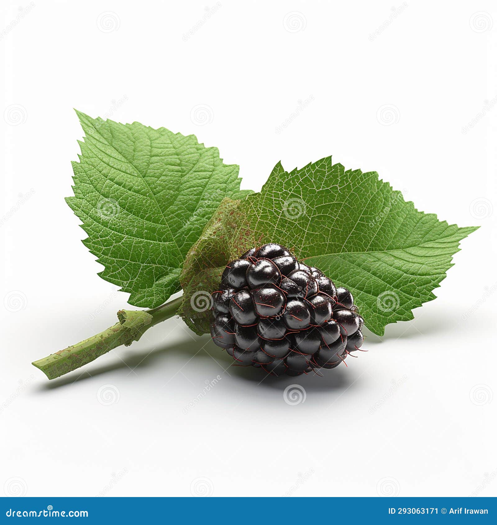 BLUEBERRY STUDIO PHOTO PRODUCT FRUIT Stock Image - Image of bilberry, healthy: 293063171