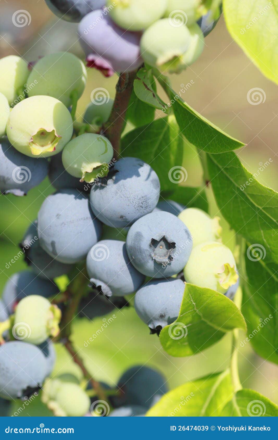 Blueberry in the summer stock image. Image of fresh, berry - 26474039
