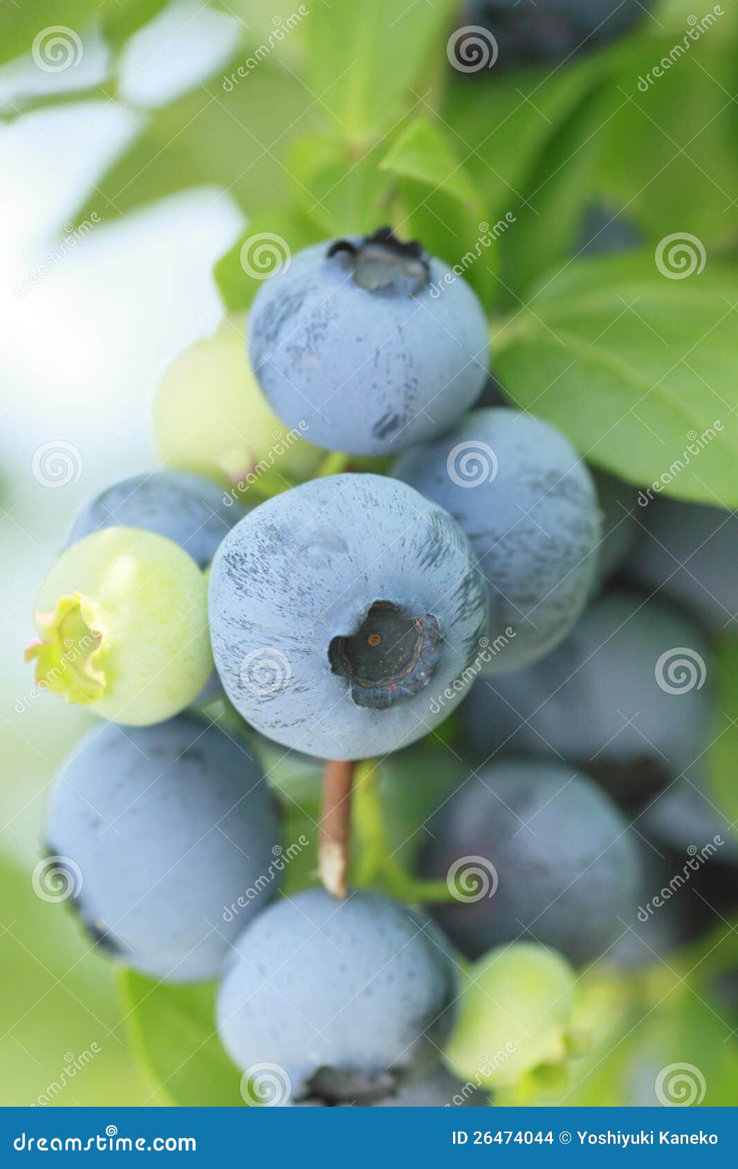 Blueberry in the summer stock photo. Image of berry, ingredient - 26474044