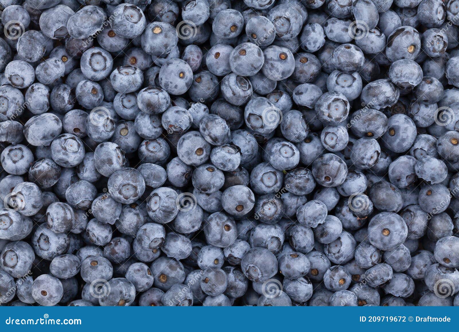 Blueberry Texture Background, Cyanococcus Fruits Pattern, Blue Purple ...