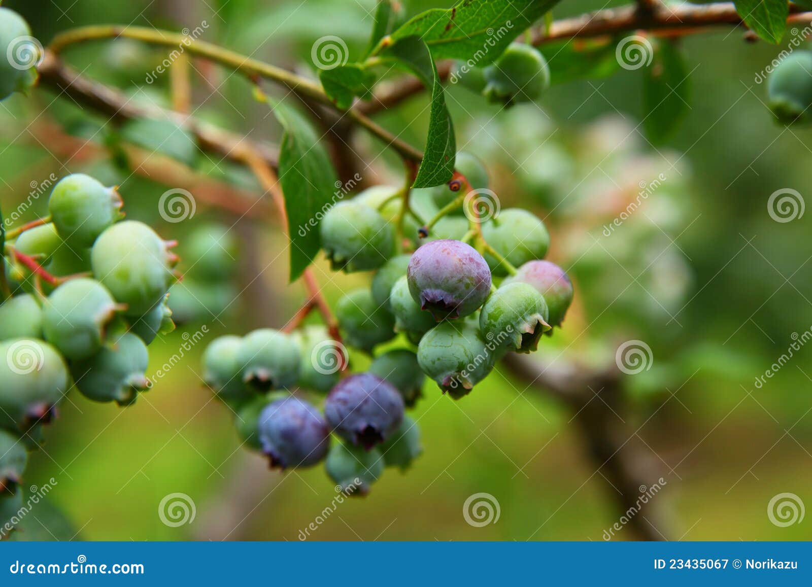 Blueberry tree stock image. Image of ripe, closeup, fruit - 23435067