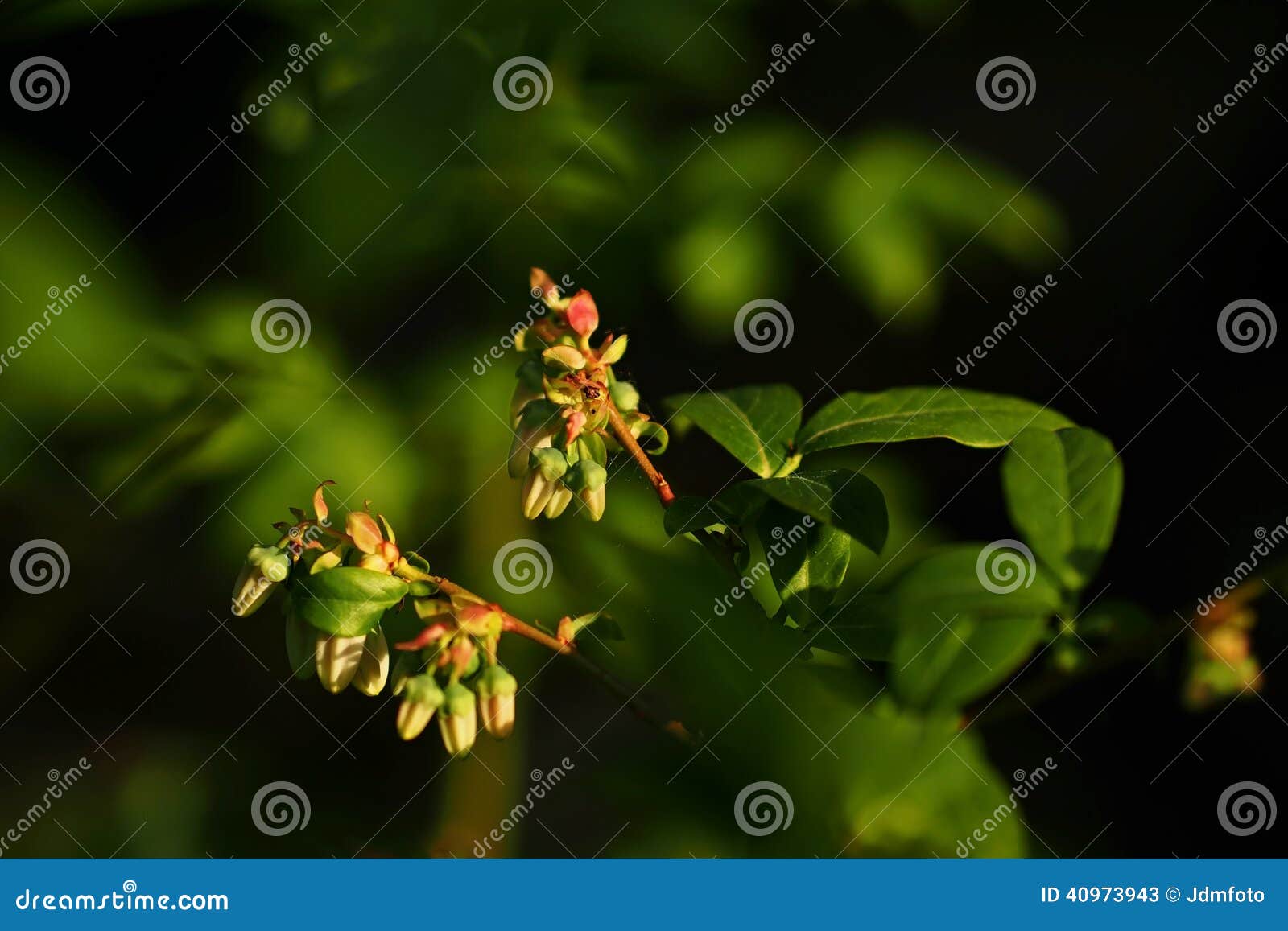 Blueberry tree stock image. Image of spring, bloom, plant - 40973943