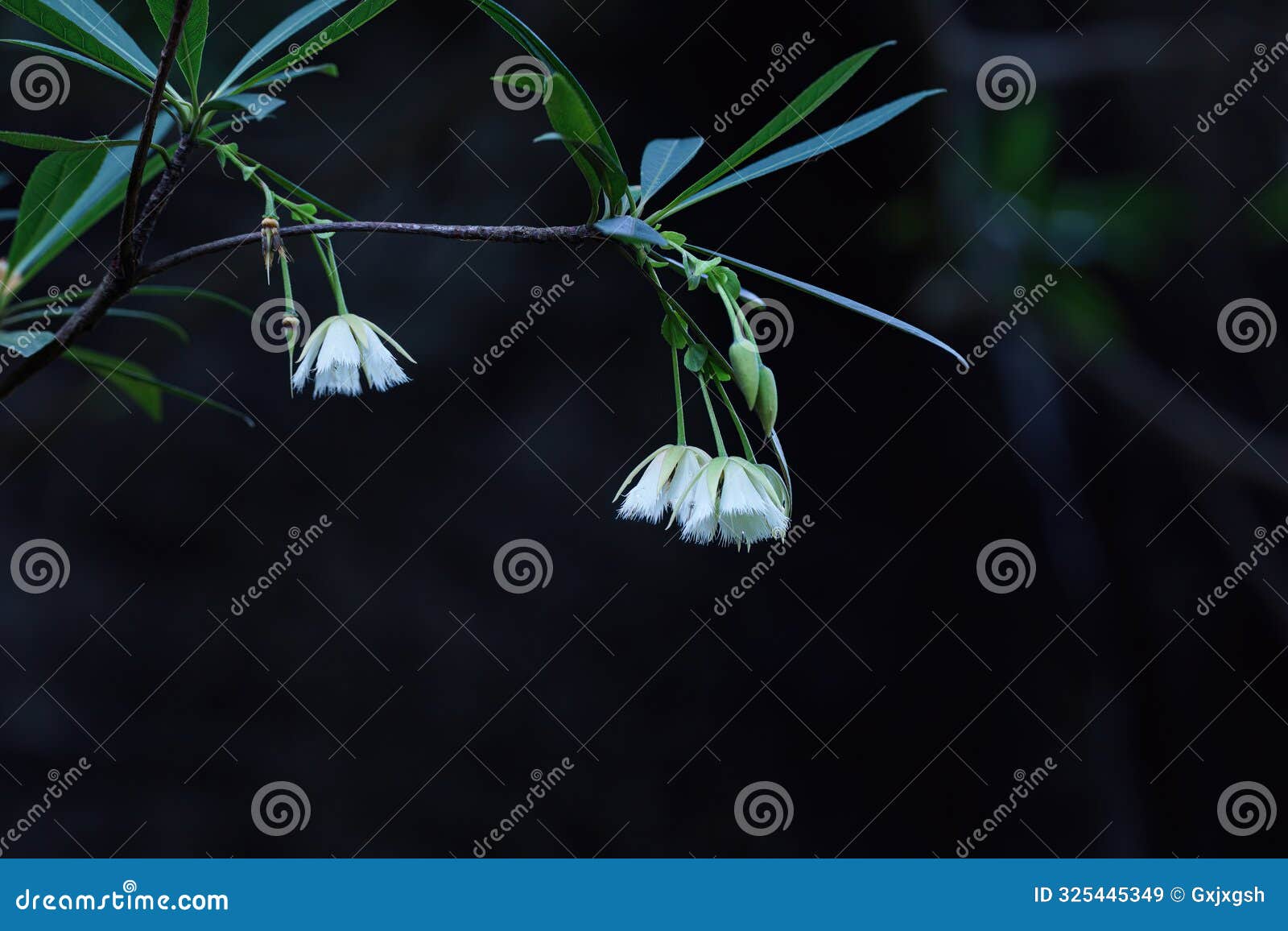 Blueberry Tree?Elaeocarpus Decipiens Hemsl.? Stock Image - Image of ...